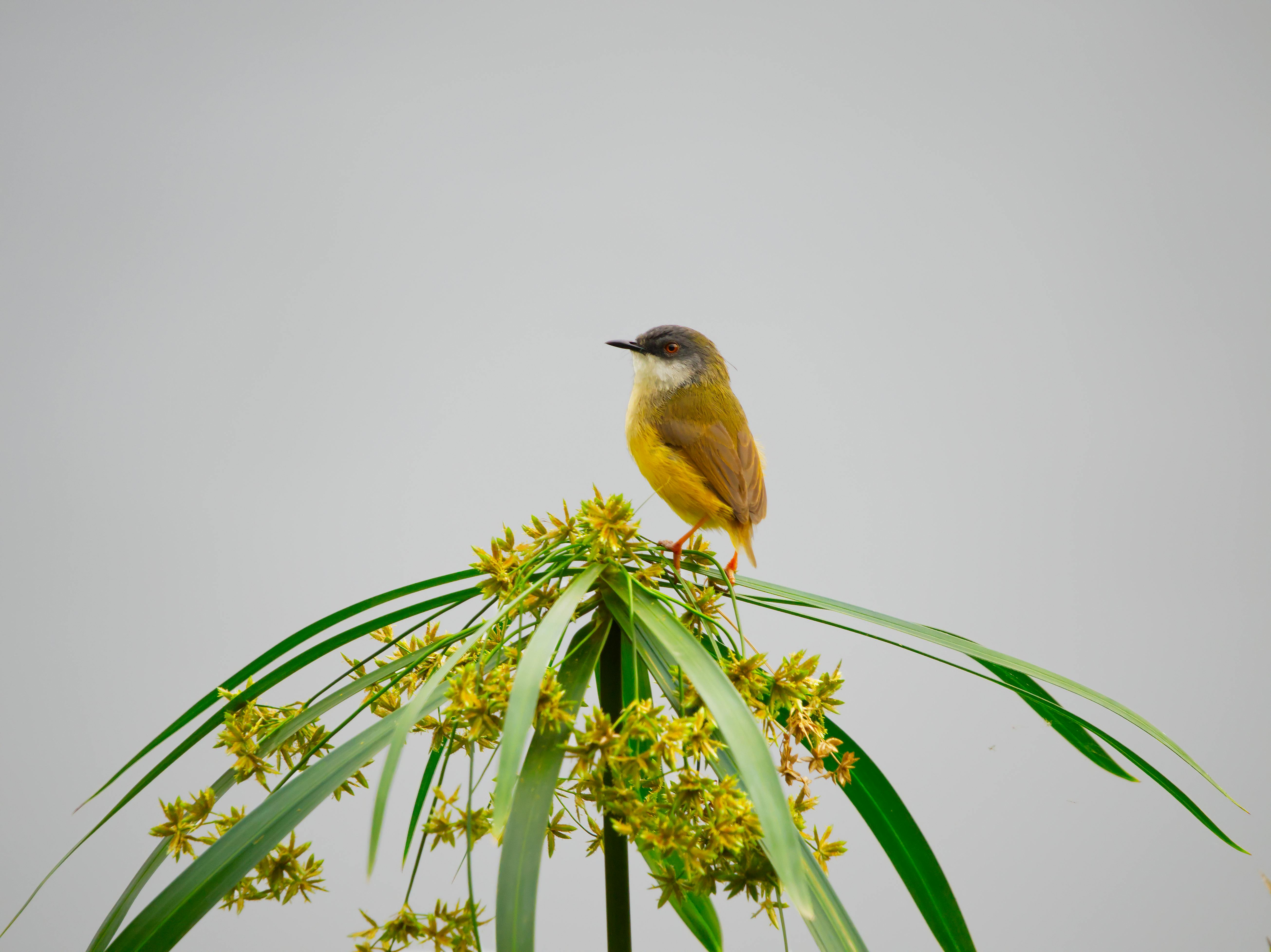 Prinia Bird Perched on Flowering Shrub · Free Stock Photo