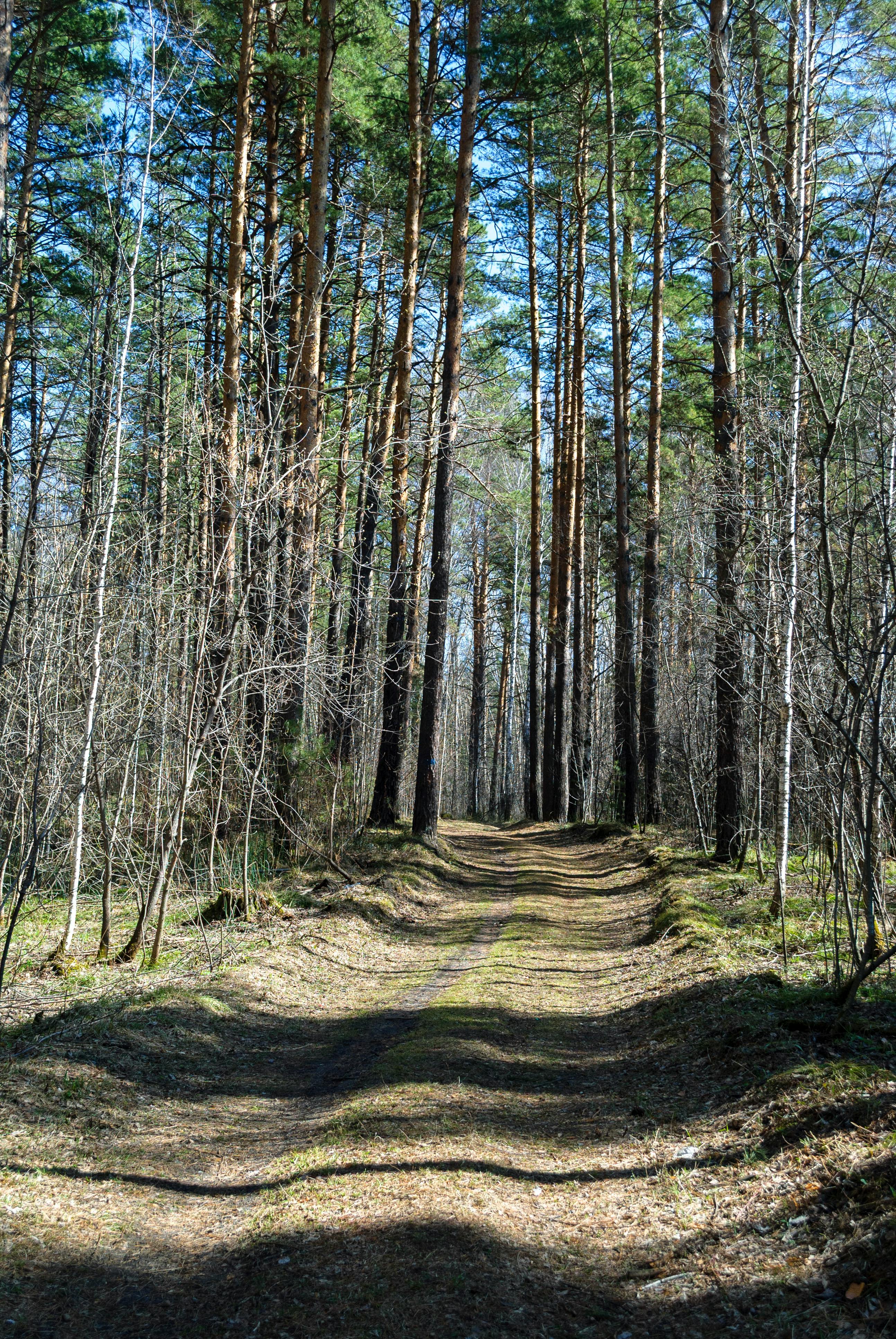 Serene Forest Path in Spring Woods · Free Stock Photo
