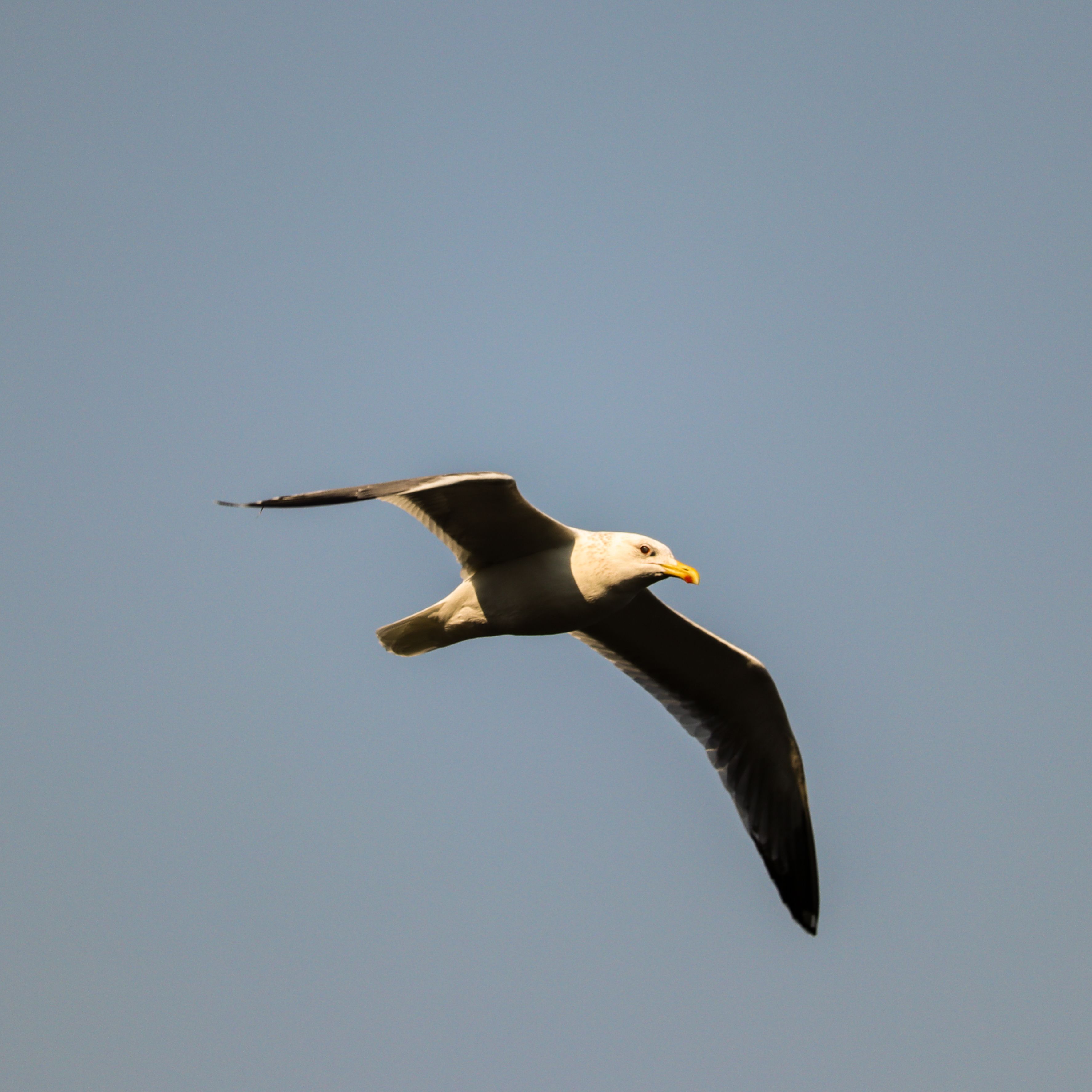 Bird In Motion Photos, Download The BEST Free Bird In Motion Stock ...