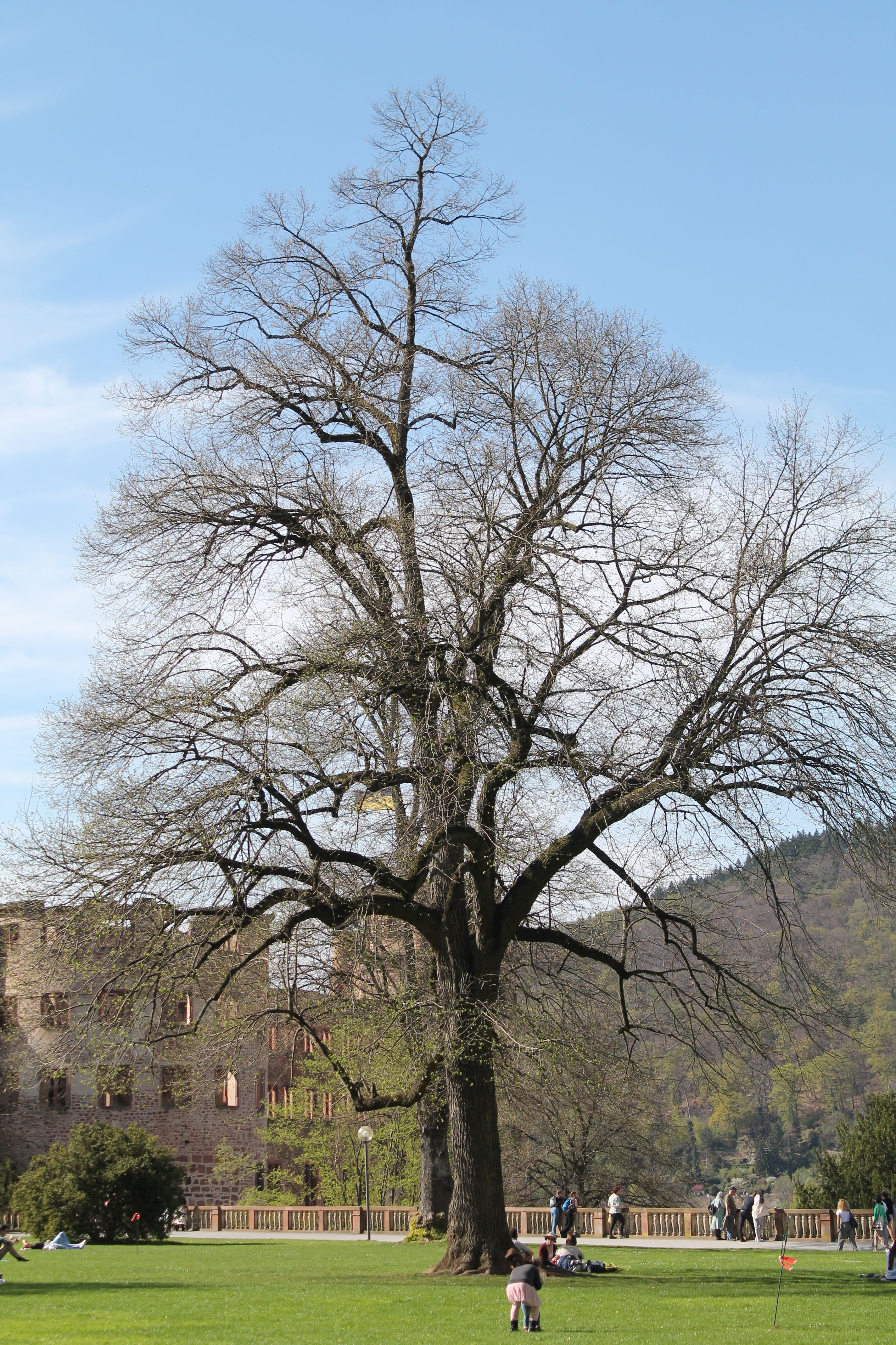 Majestic Leafless Tree in Scenic Park Setting · Free Stock Photo