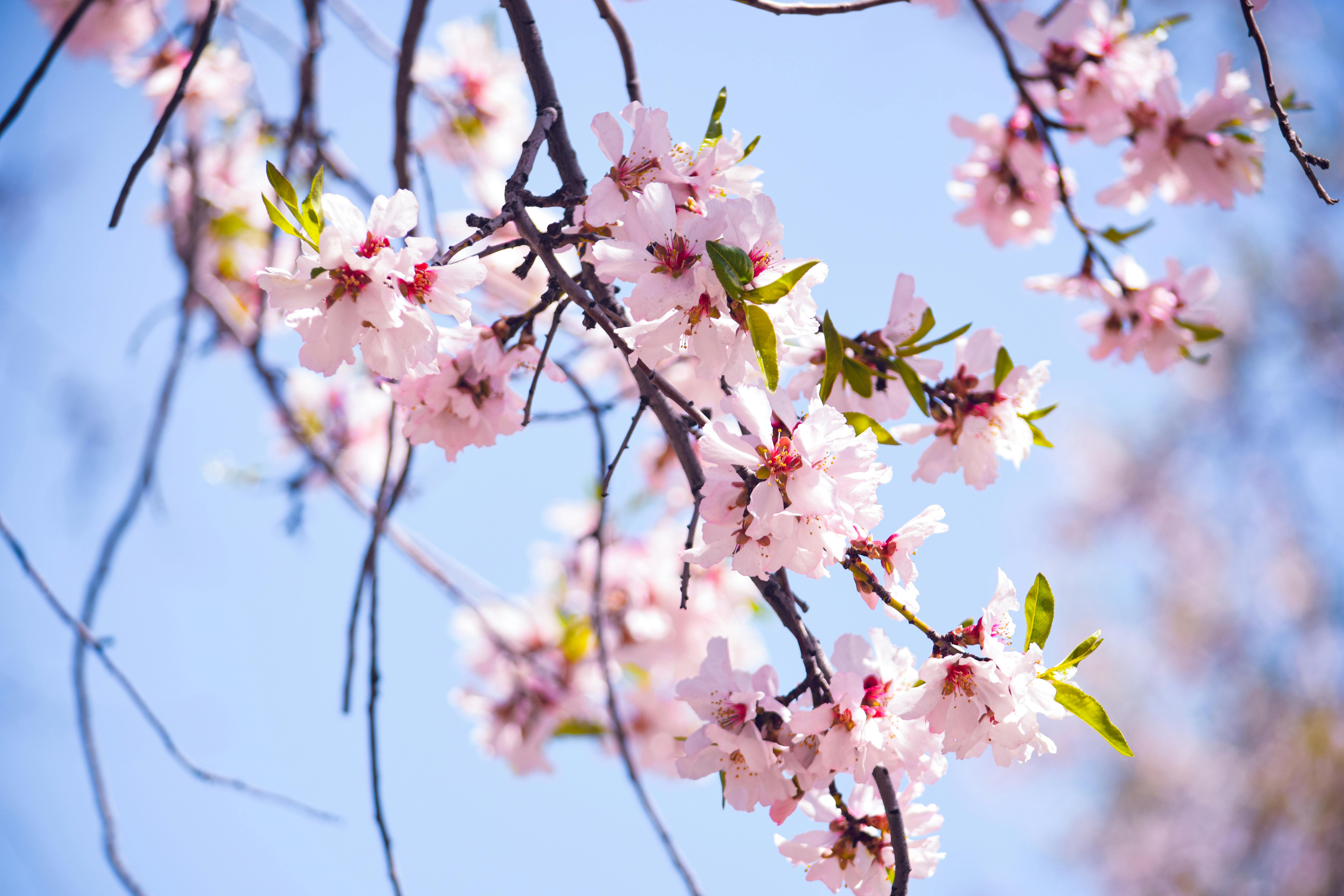 Kashmir Meer Photos, Download The BEST Free Kashmir Meer Stock Photos & HD Images