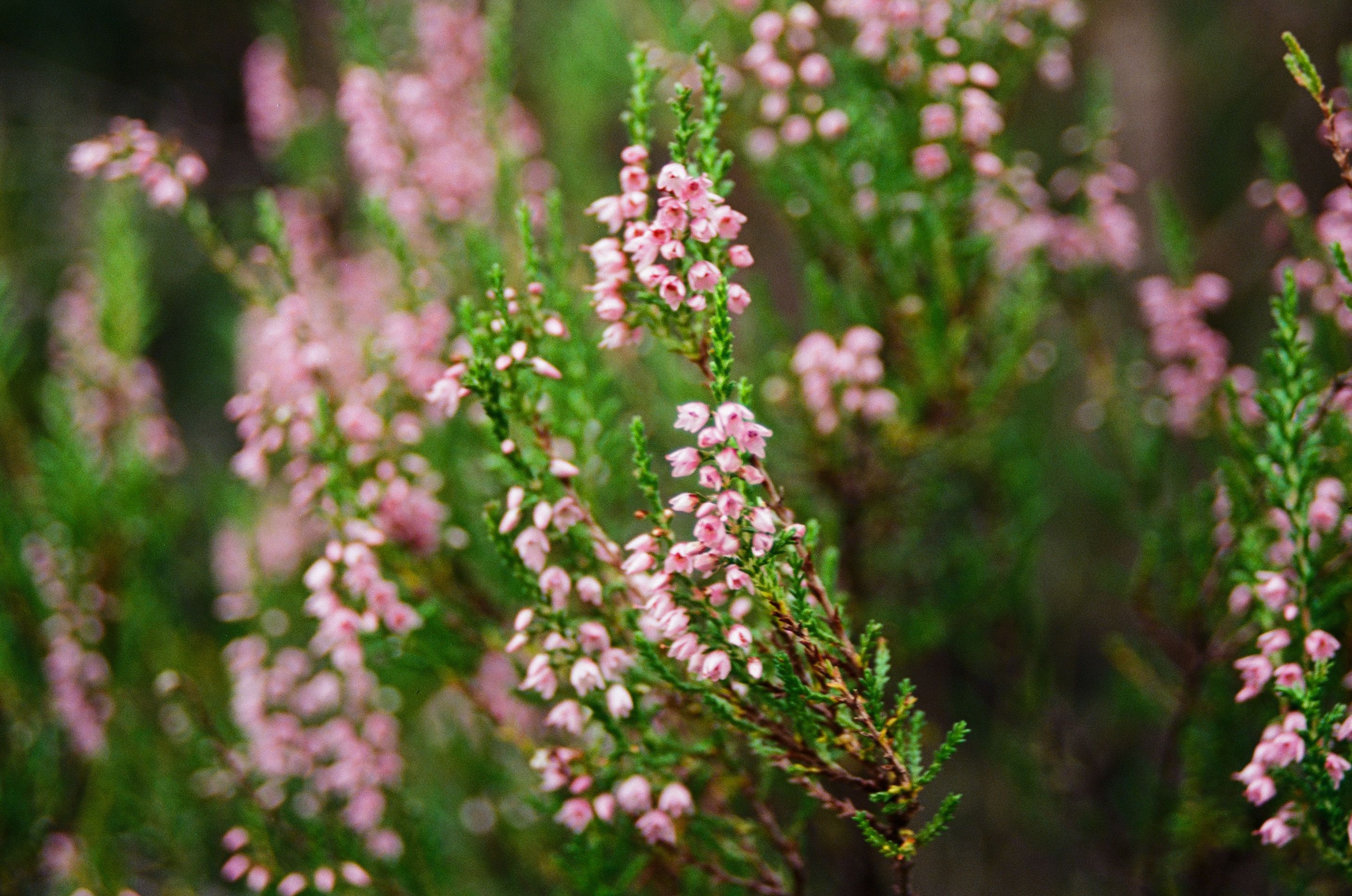 Beautiful Heather in Scottish Highlands · Free Stock Photo