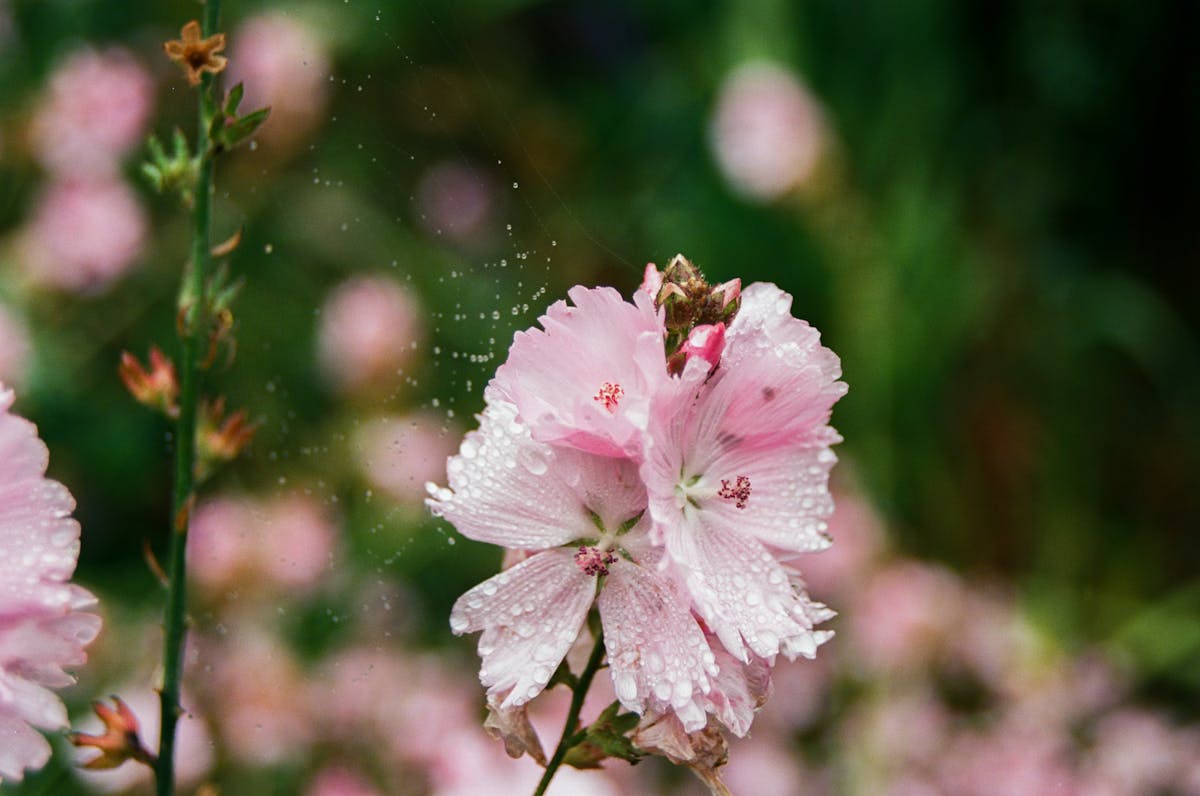 Pink Color Photos, Download The BEST Free Pink Color Stock Photos & HD ...