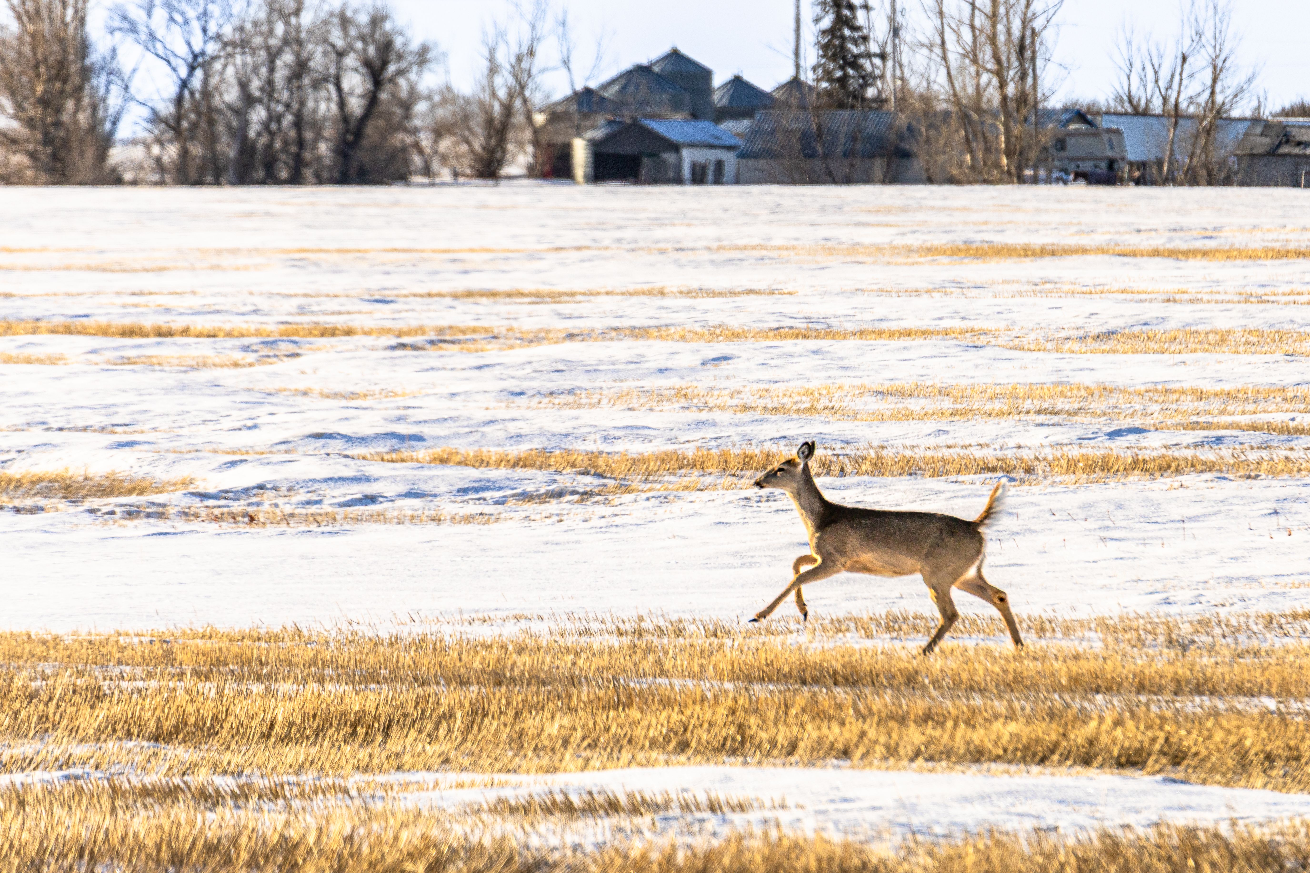 White-tailed Deer Running in Snow-Covered Field · Free Stock Photo