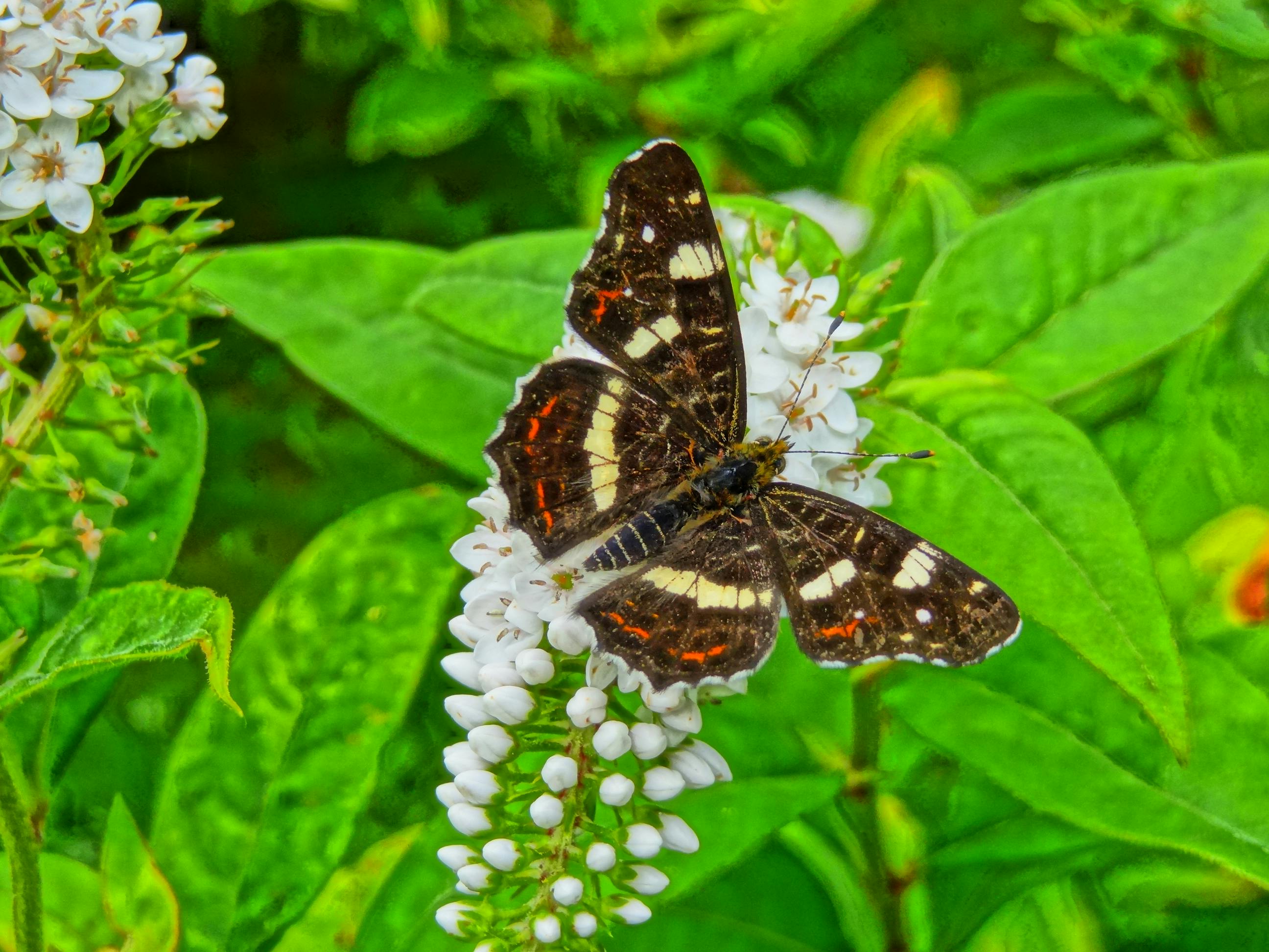 Crushed Insects Photos, Download The BEST Free Crushed Insects Stock ...