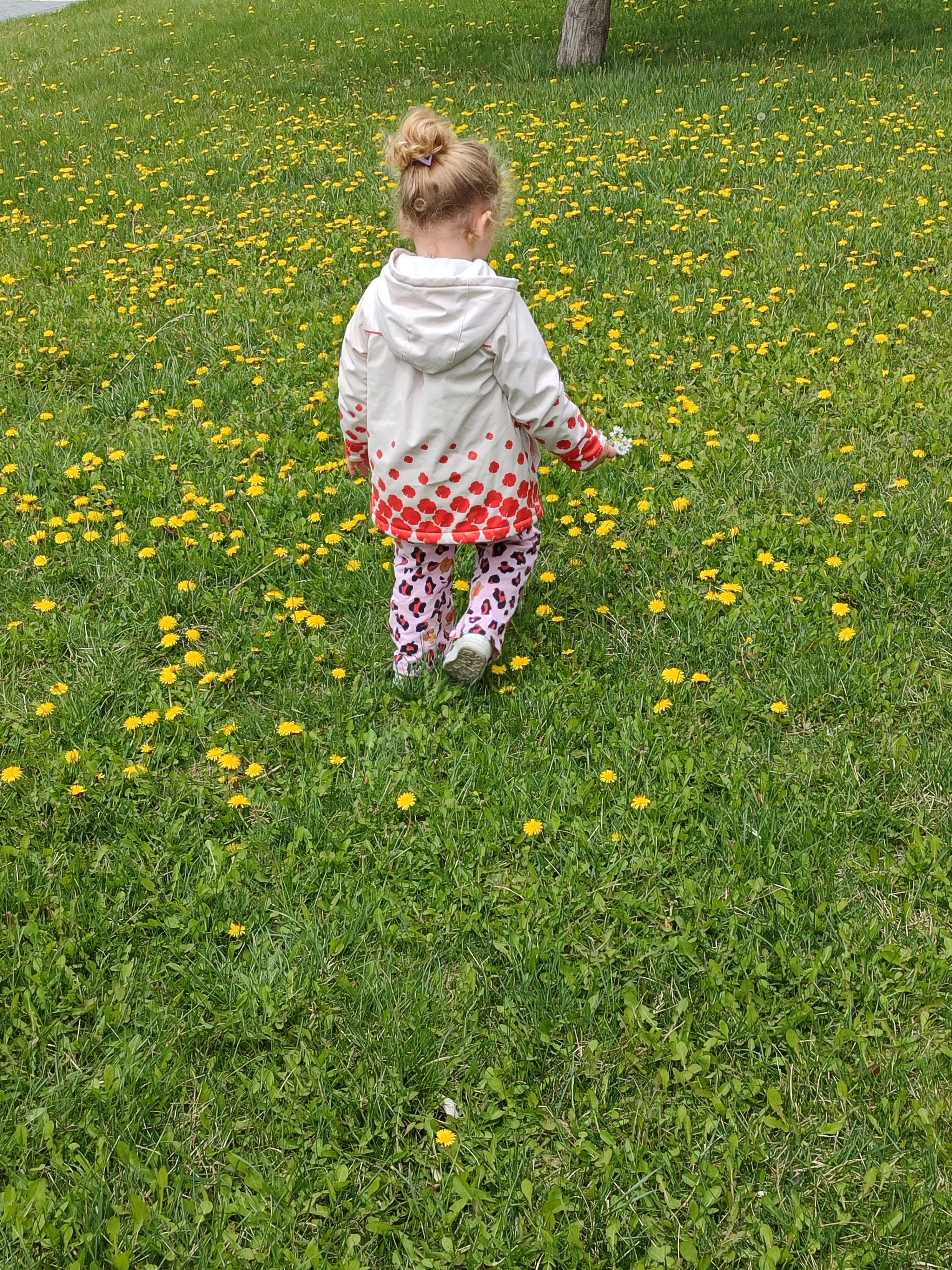 Child Enjoying a Spring Walk in Dandelion Field · Free Stock Photo
