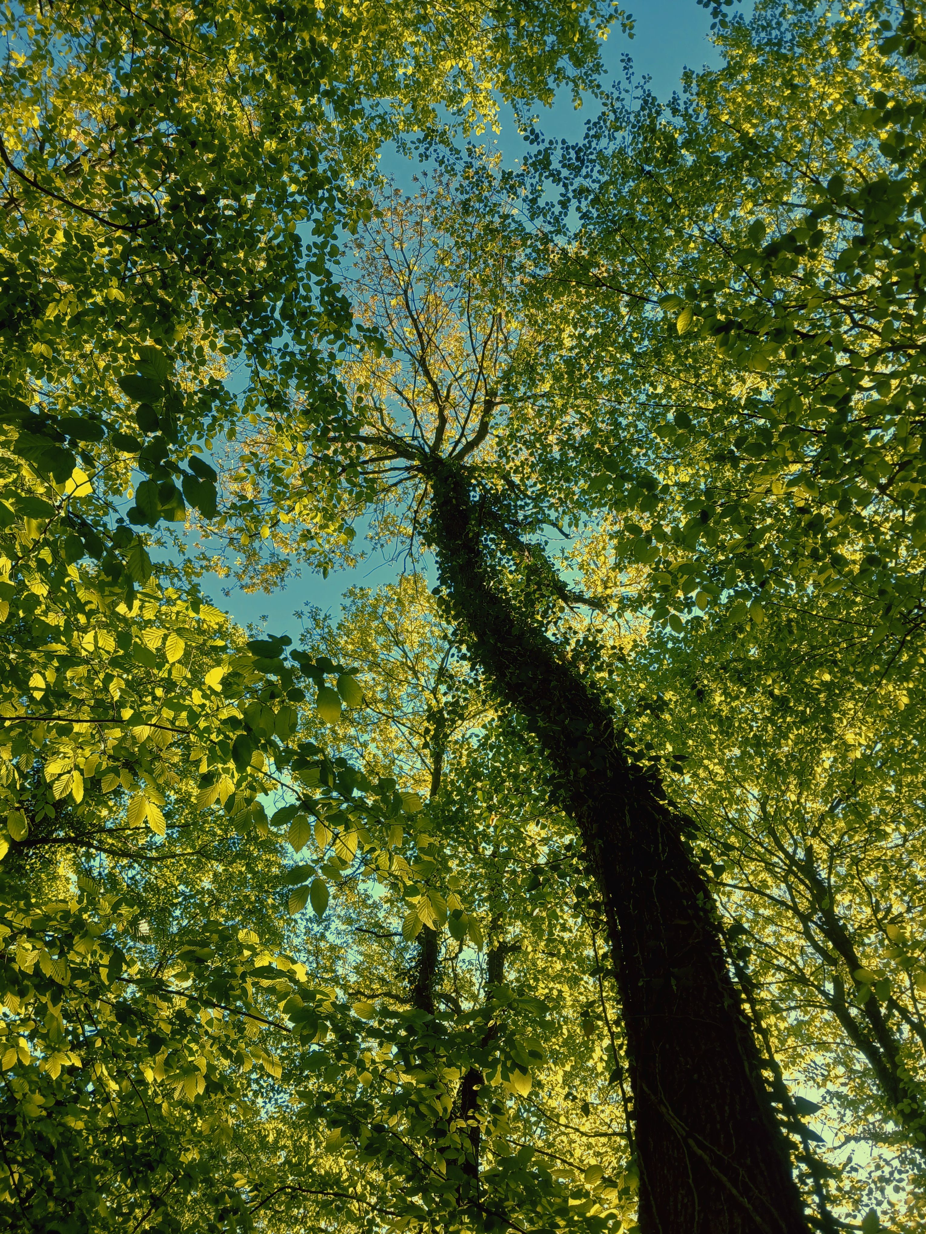 Serene Forest Canopy with Sunlit Leaves · Free Stock Photo