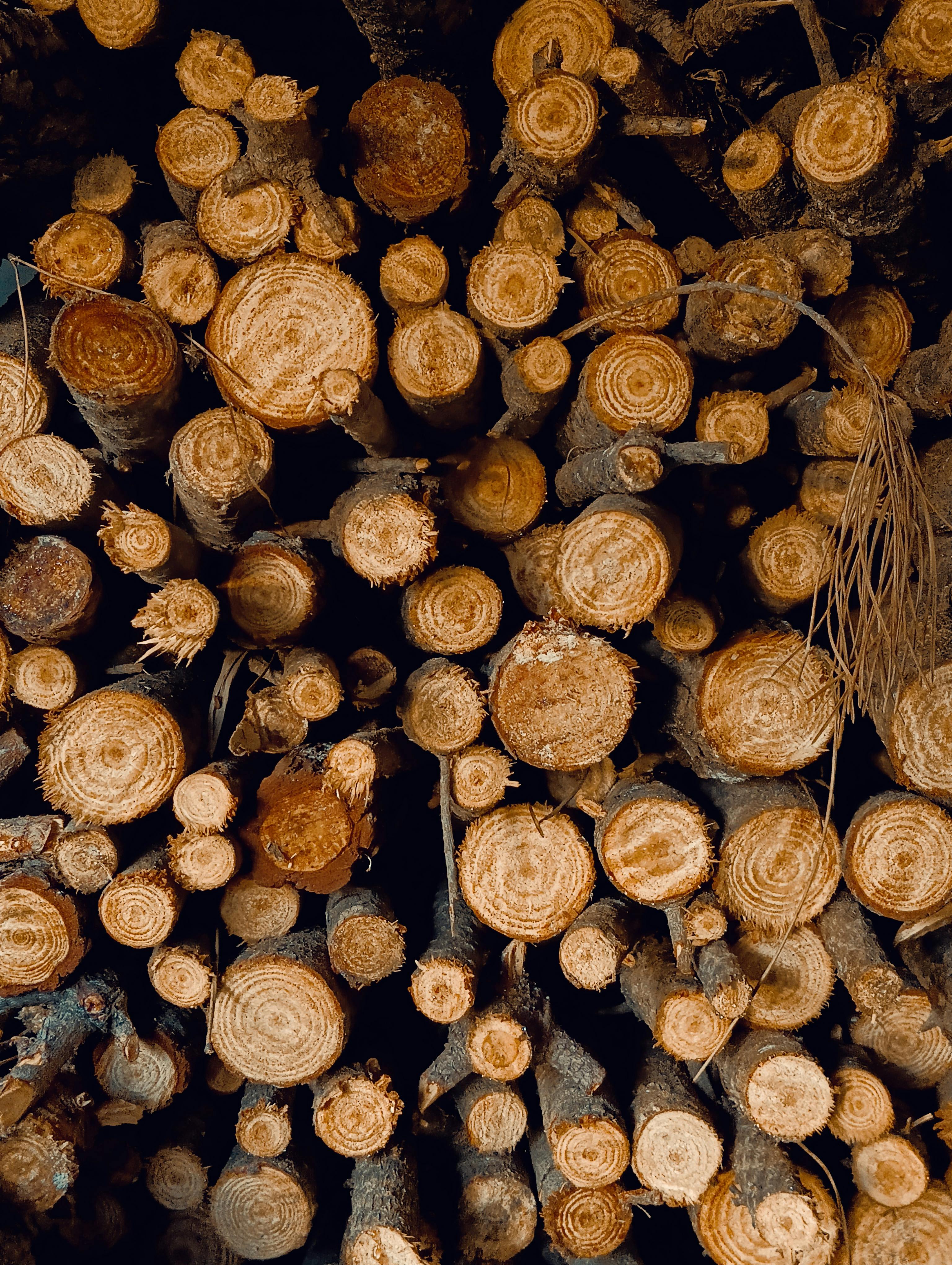 Logging Systerm Photos, Download The BEST Free Logging Systerm Stock ...