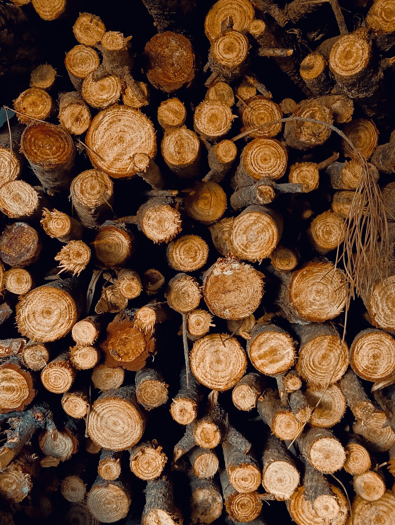 Aspen Tree Logs Photos, Download The BEST Free Aspen Tree Logs Stock ...