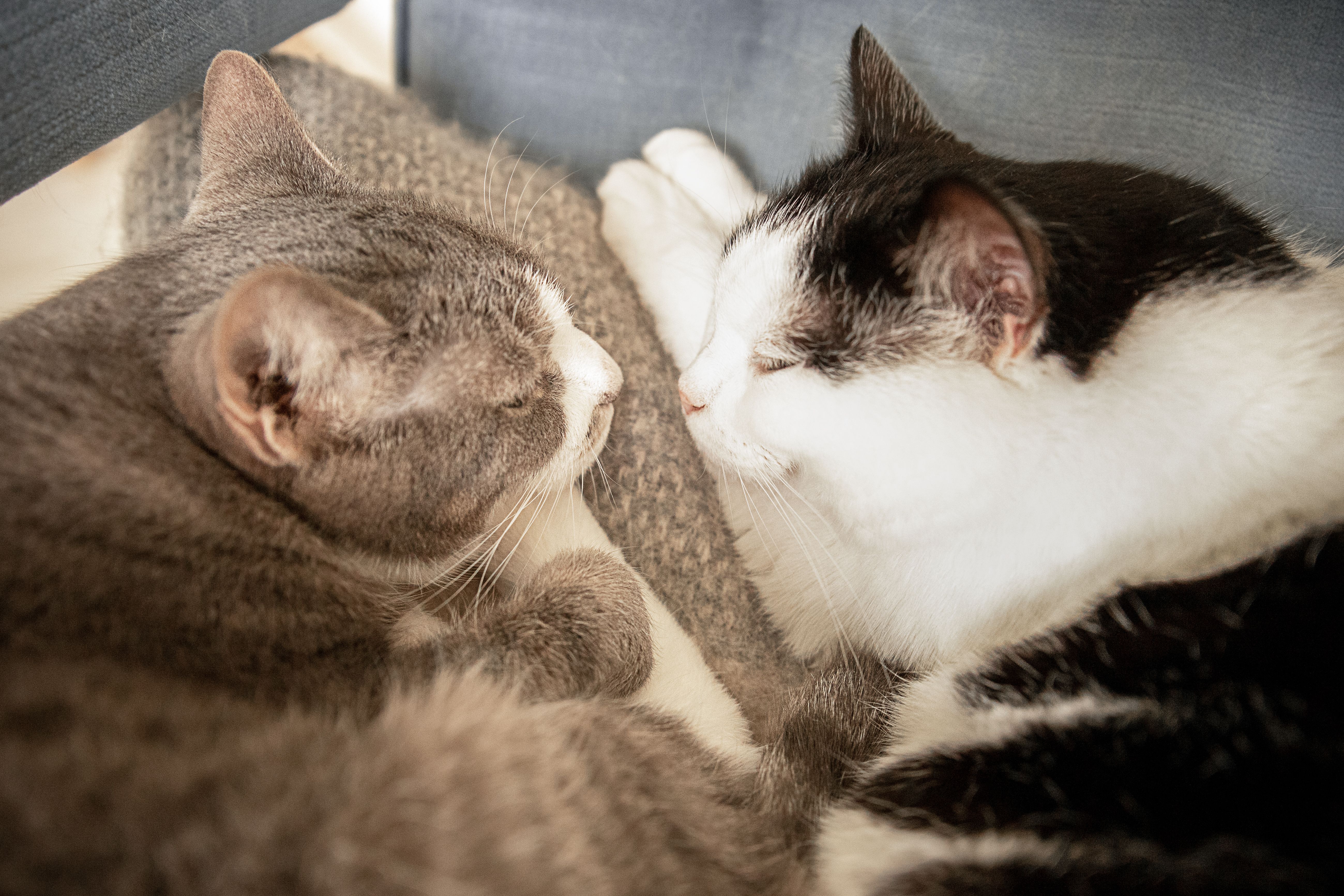 Cozy Cuddle of Two Sleeping Cats · Free Stock Photo