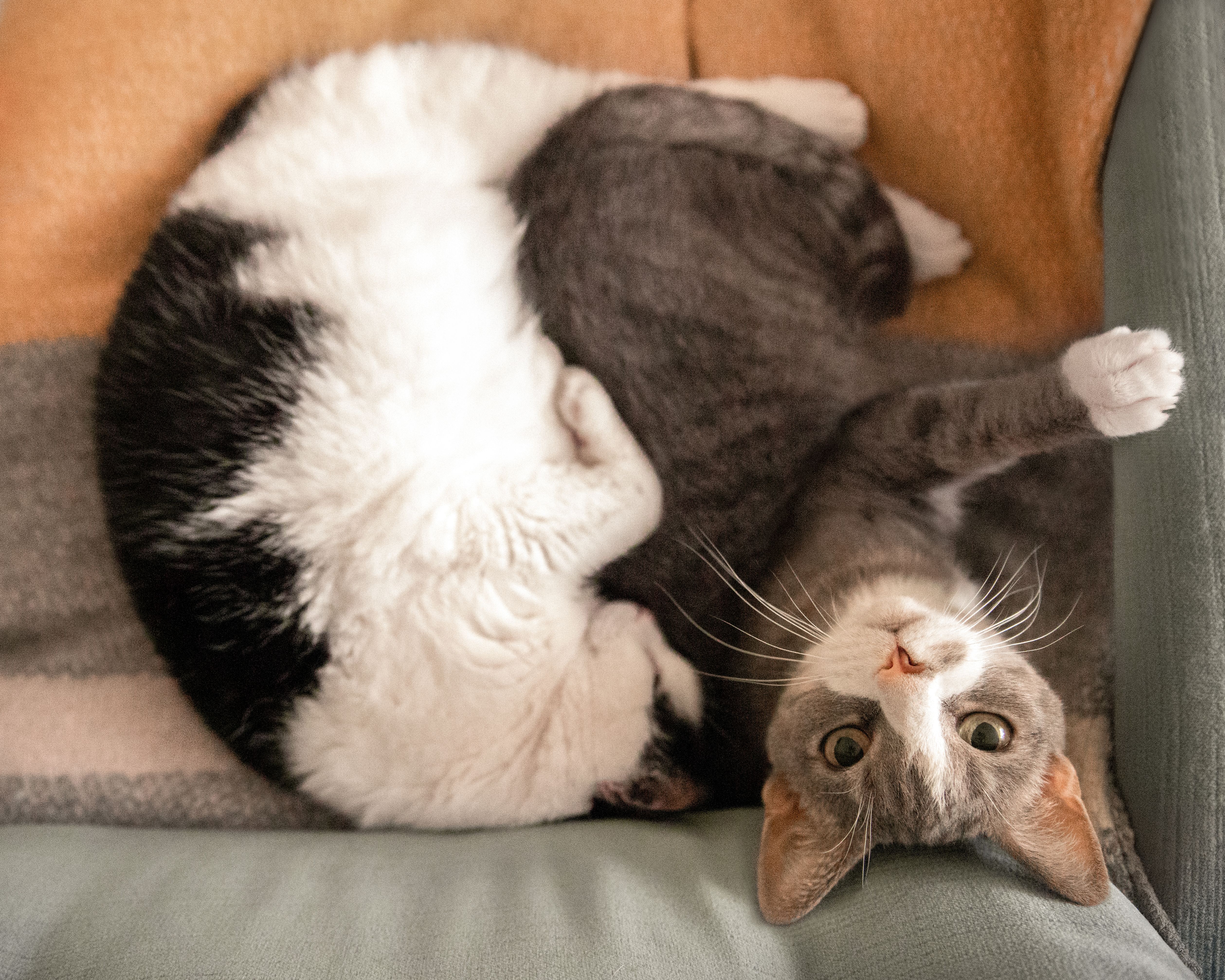 Adorable Cats Cuddling on Cozy Couch · Free Stock Photo