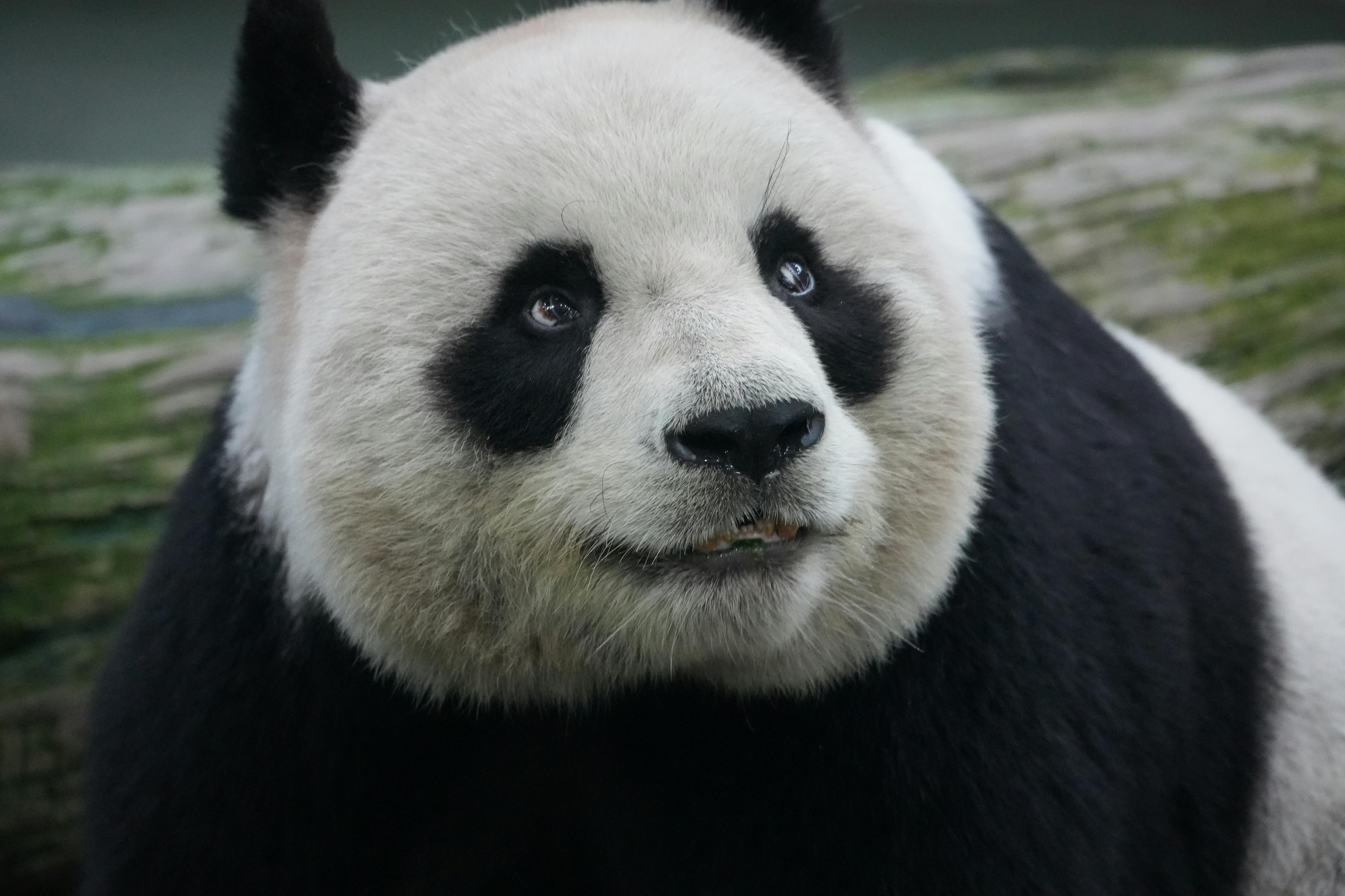 Close-Up Portrait of a Giant Panda's Face · Free Stock Photo