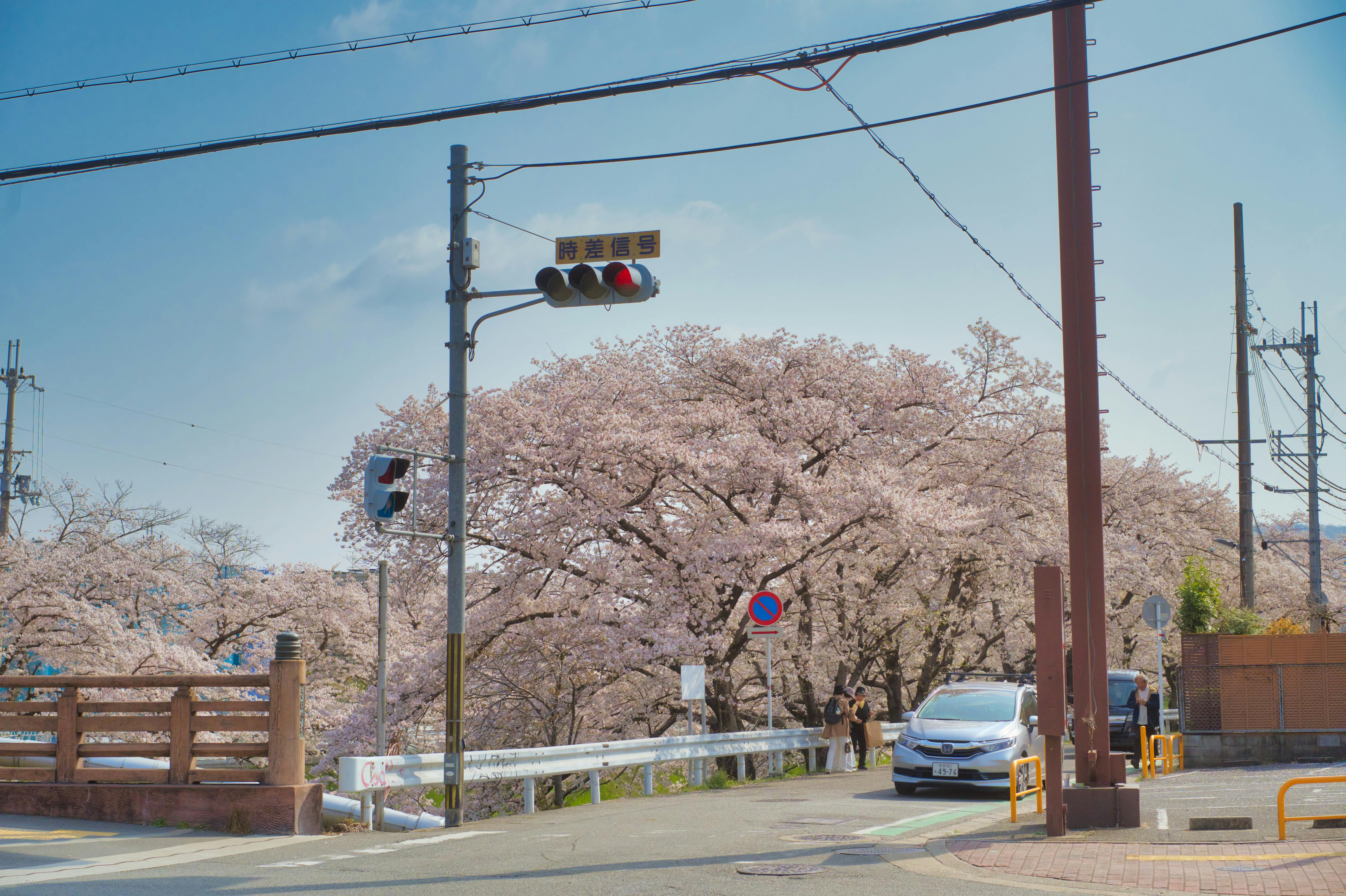 Cherry Blossom Scene at Japanese Street Corner · Free Stock Photo