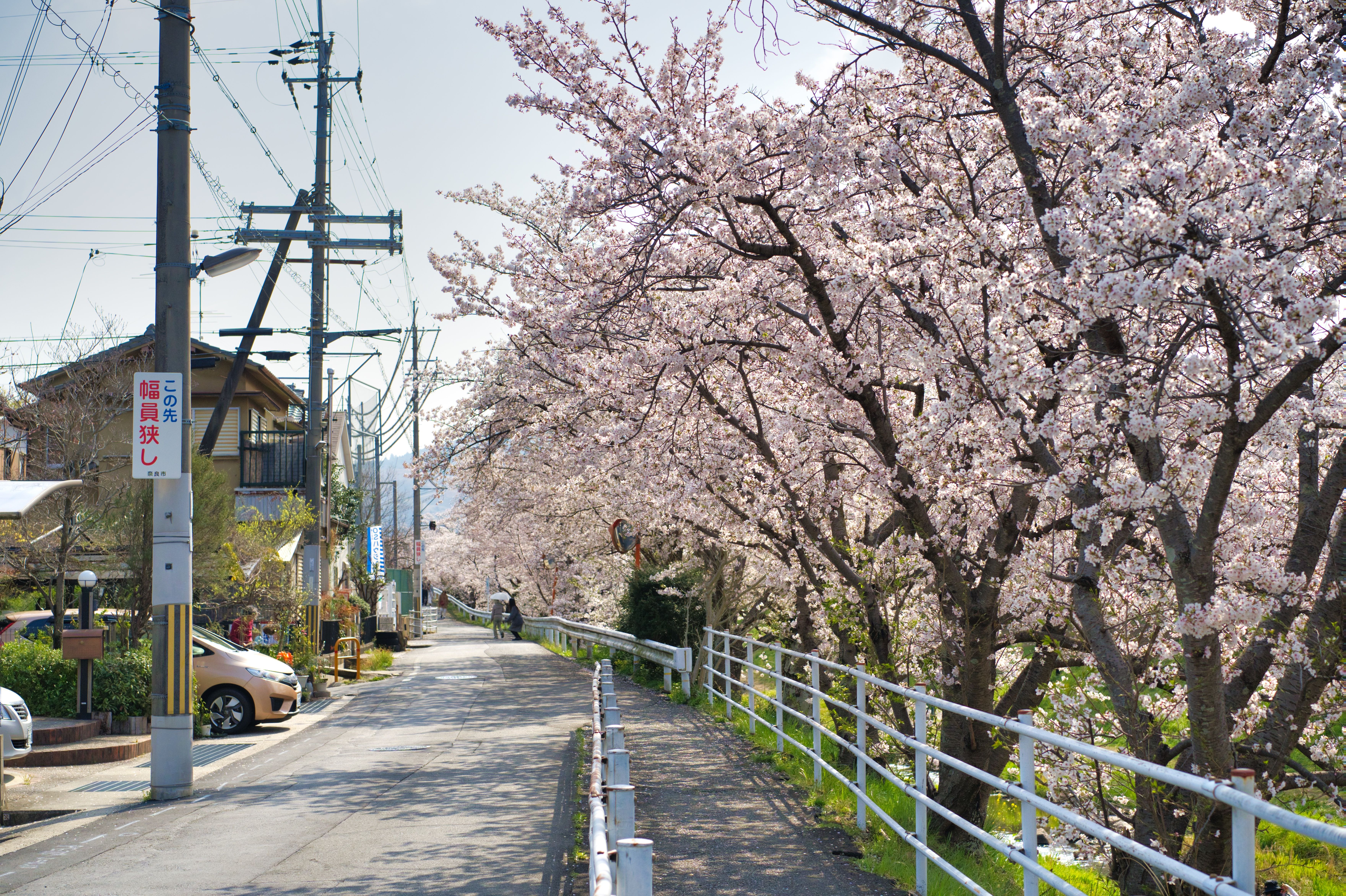 Cherry Blossom Street in Japanese Suburb · Free Stock Photo