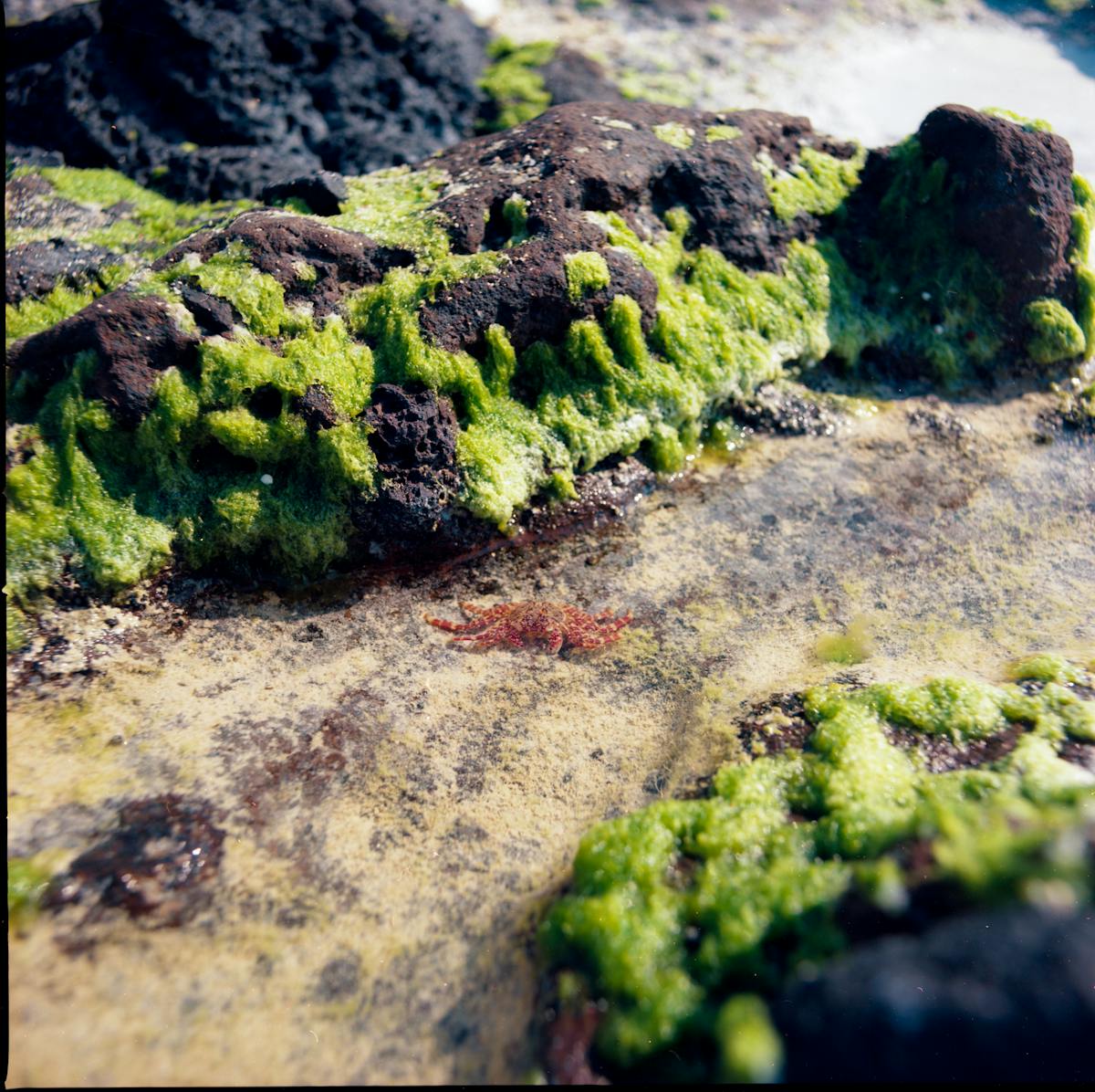 Green Algae Photos, Download The BEST Free Green Algae Stock Photos ...