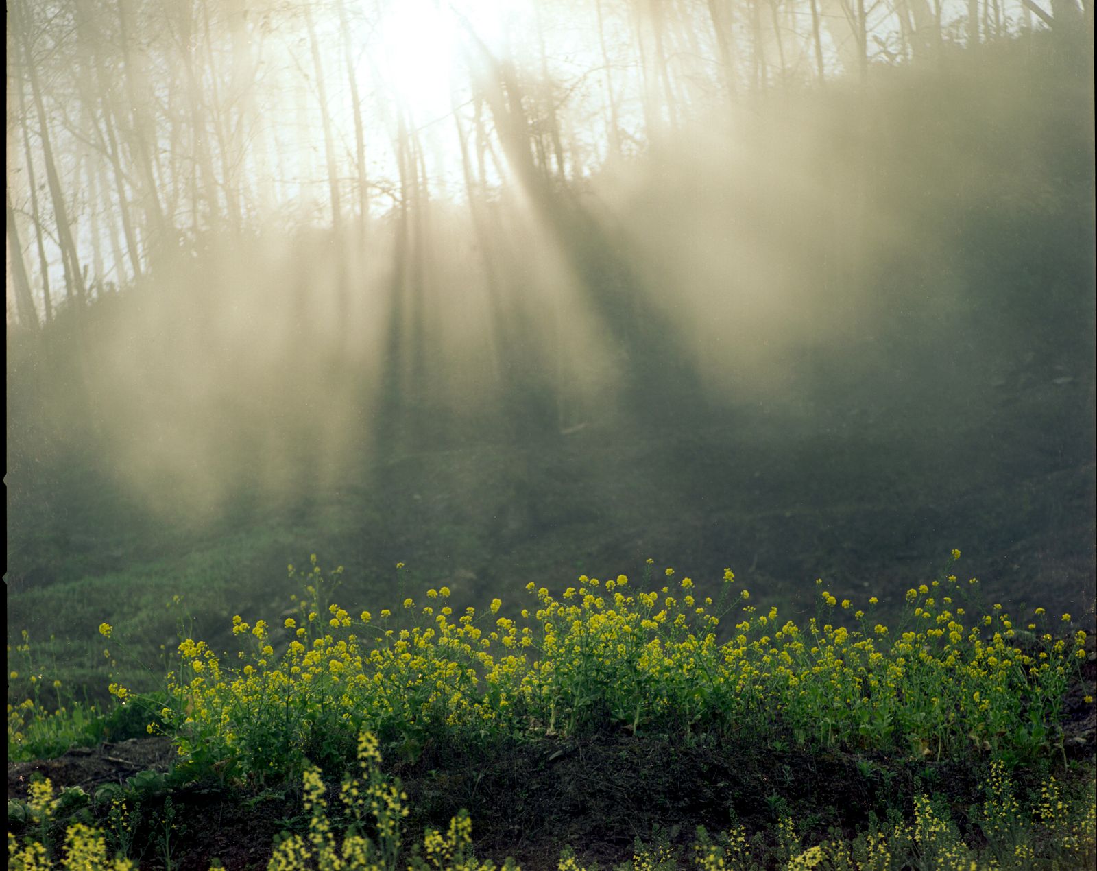 Sun Rays Photos, Download The BEST Free Sun Rays Stock Photos & HD Images