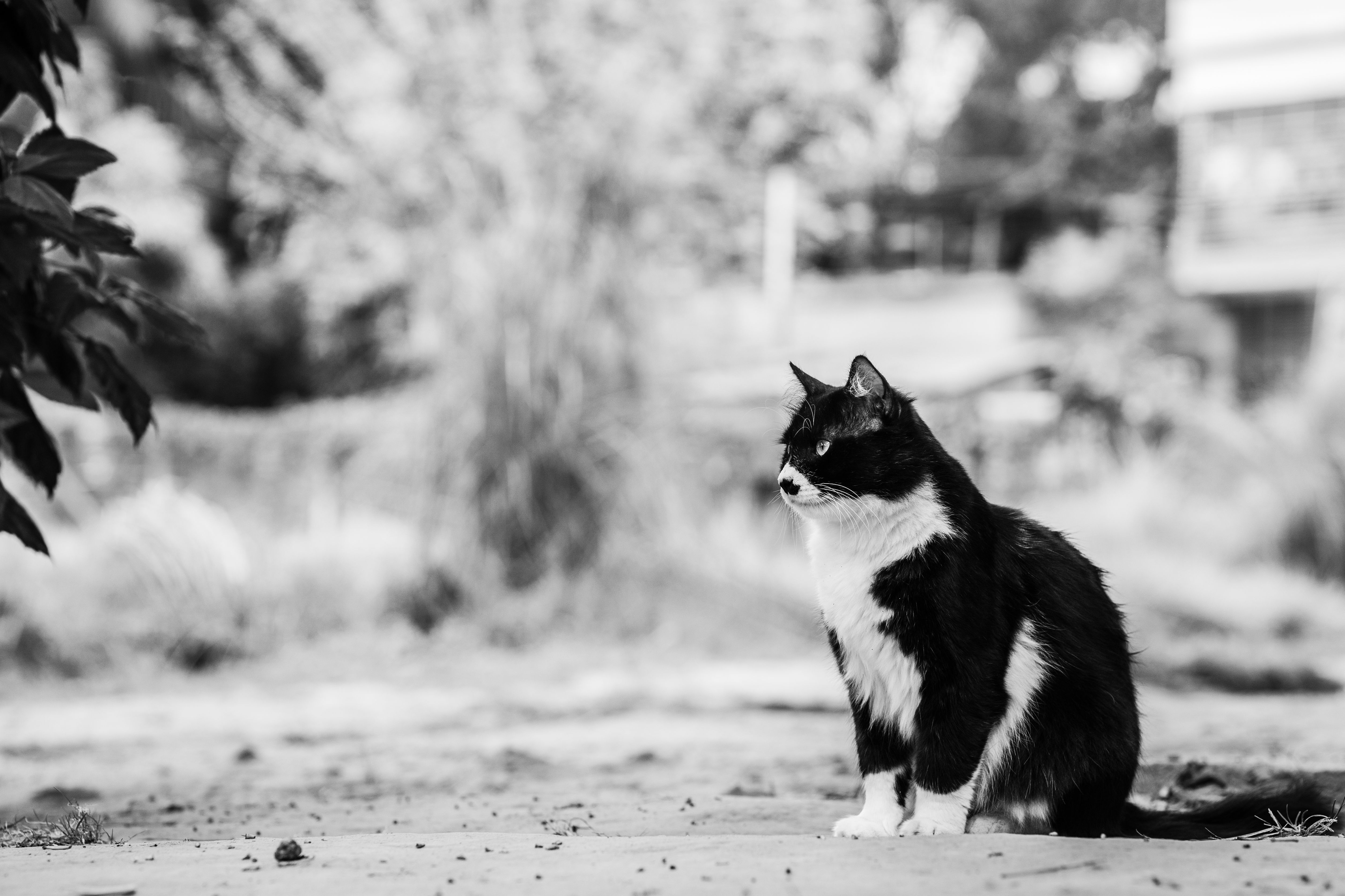 Black and White Cat Relaxing Outdoors · Free Stock Photo