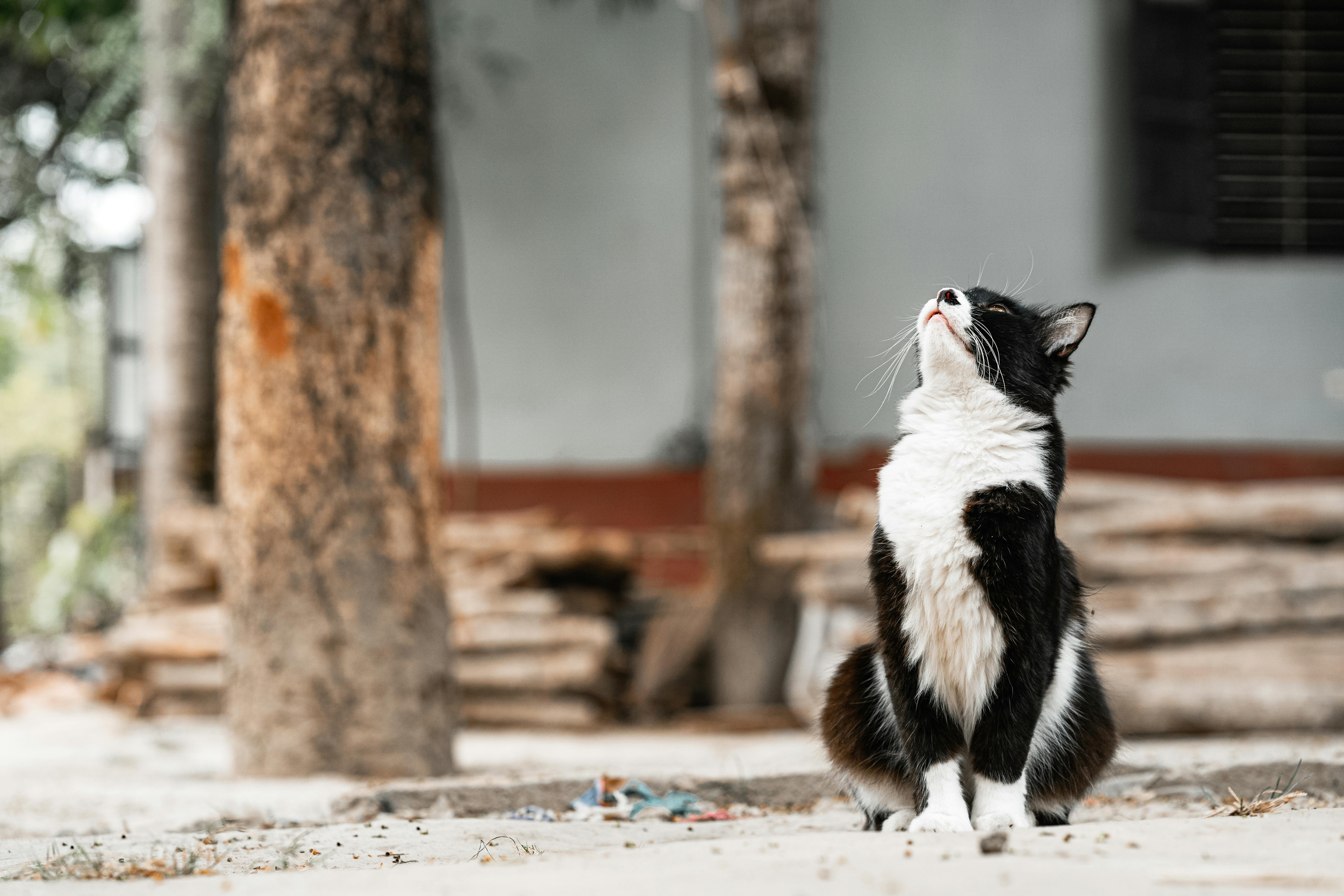Contemplative Black and White Cat Outdoors · Free Stock Photo