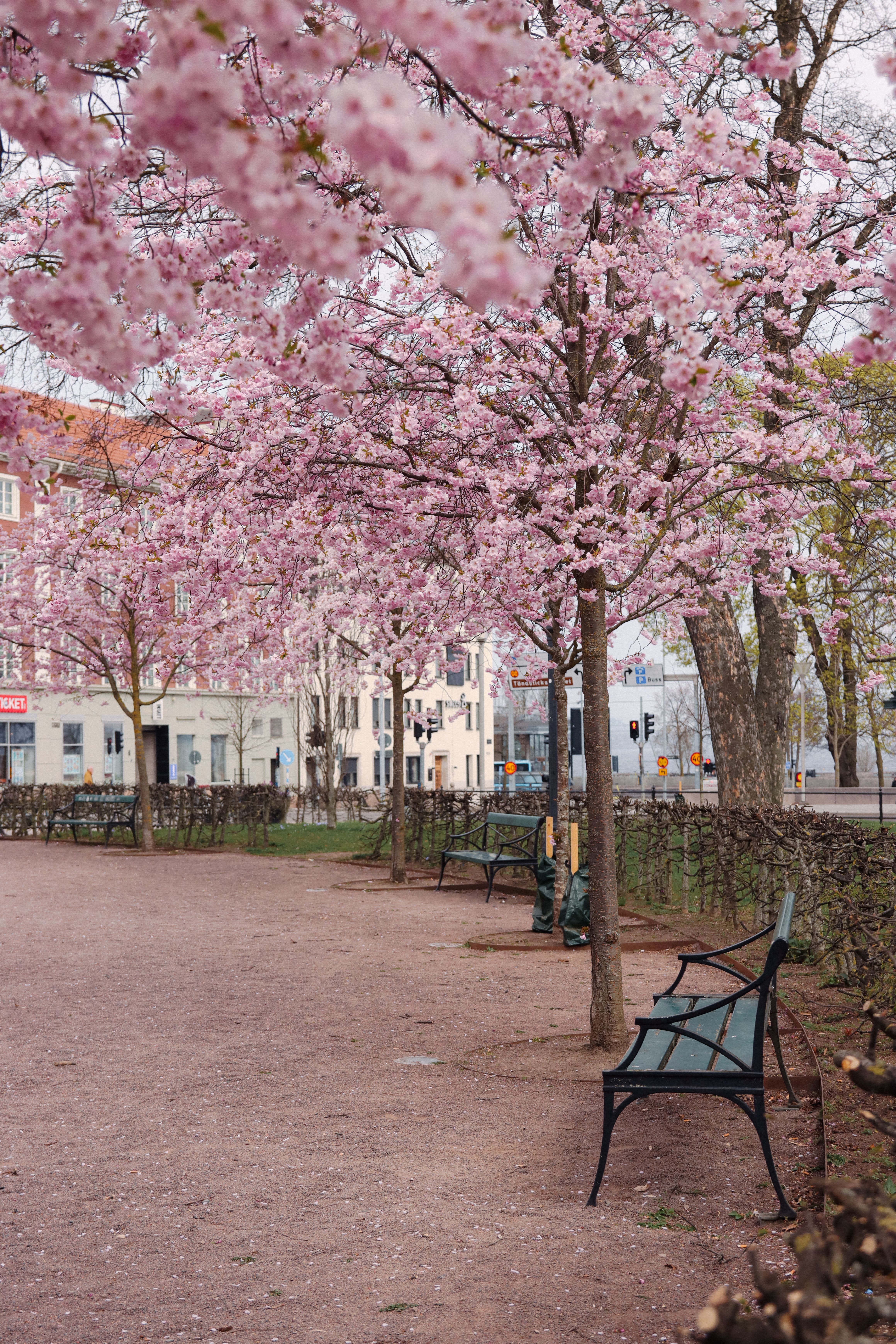 Spring Bloom in Jonkoping Park, Sweden · Free Stock Photo
