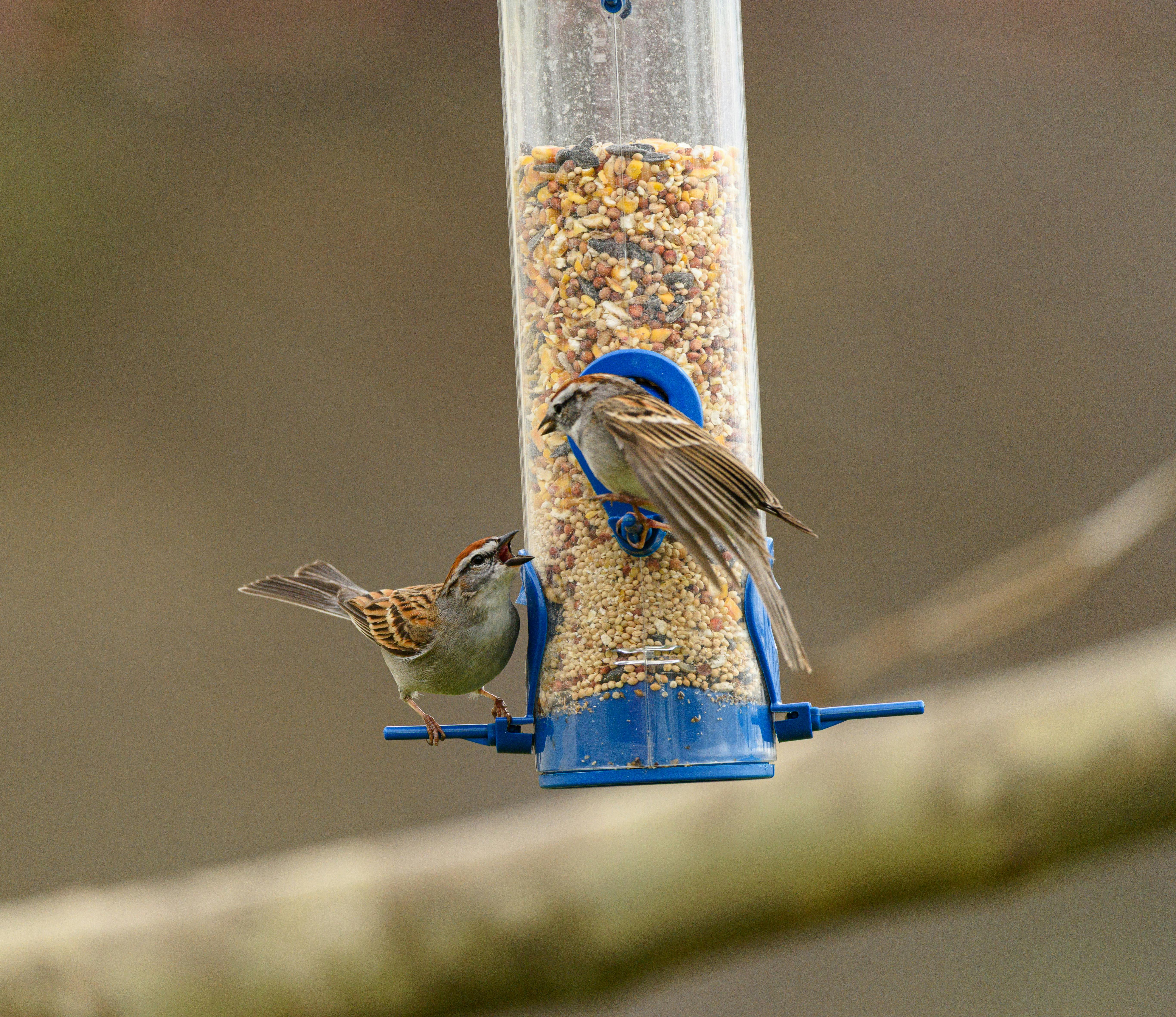 Chipping Sparrows at a Backyard Bird Feeder · Free Stock Photo