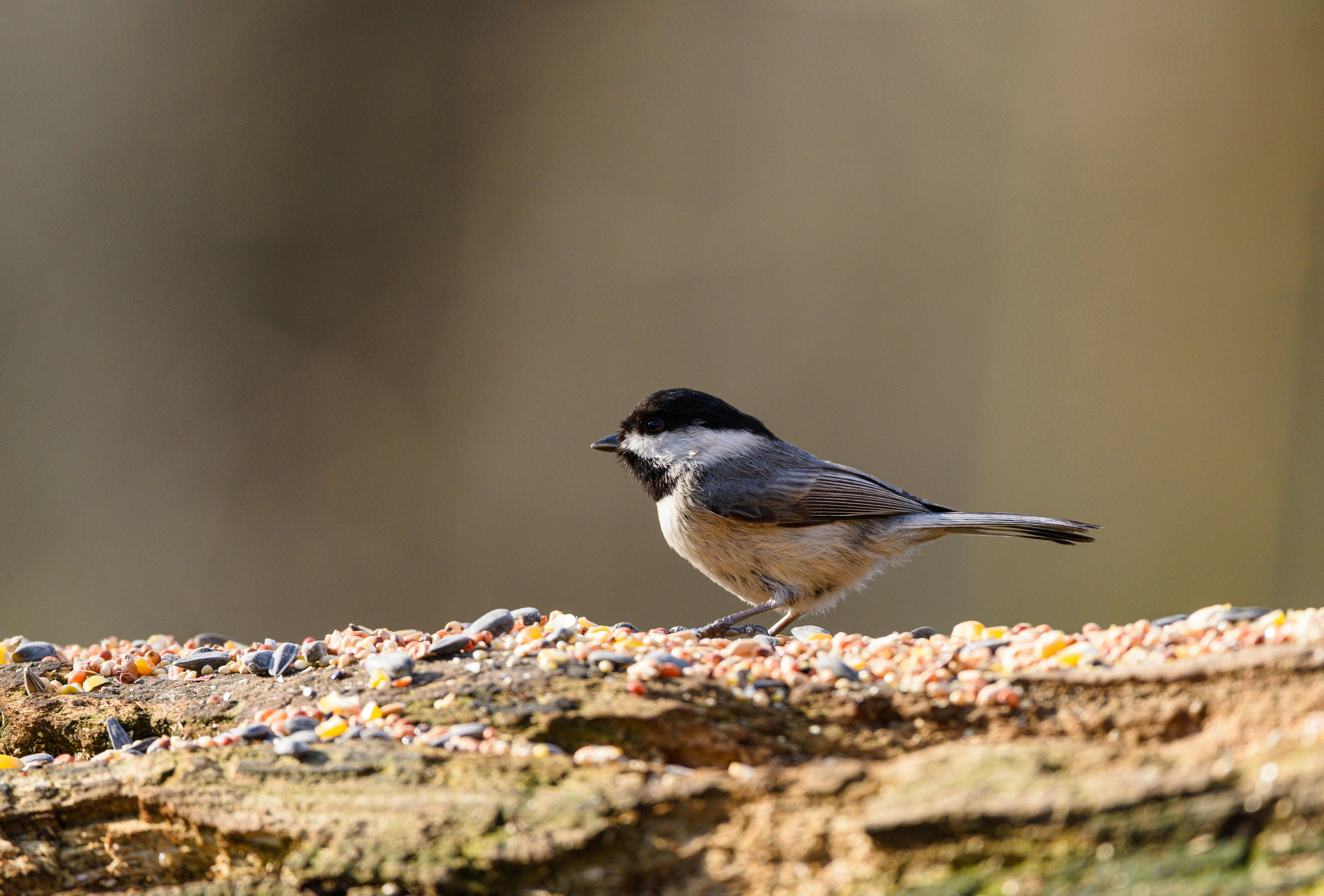 Carrd+Backgroundimage+Size Photos, Download The BEST Free Carrd ...