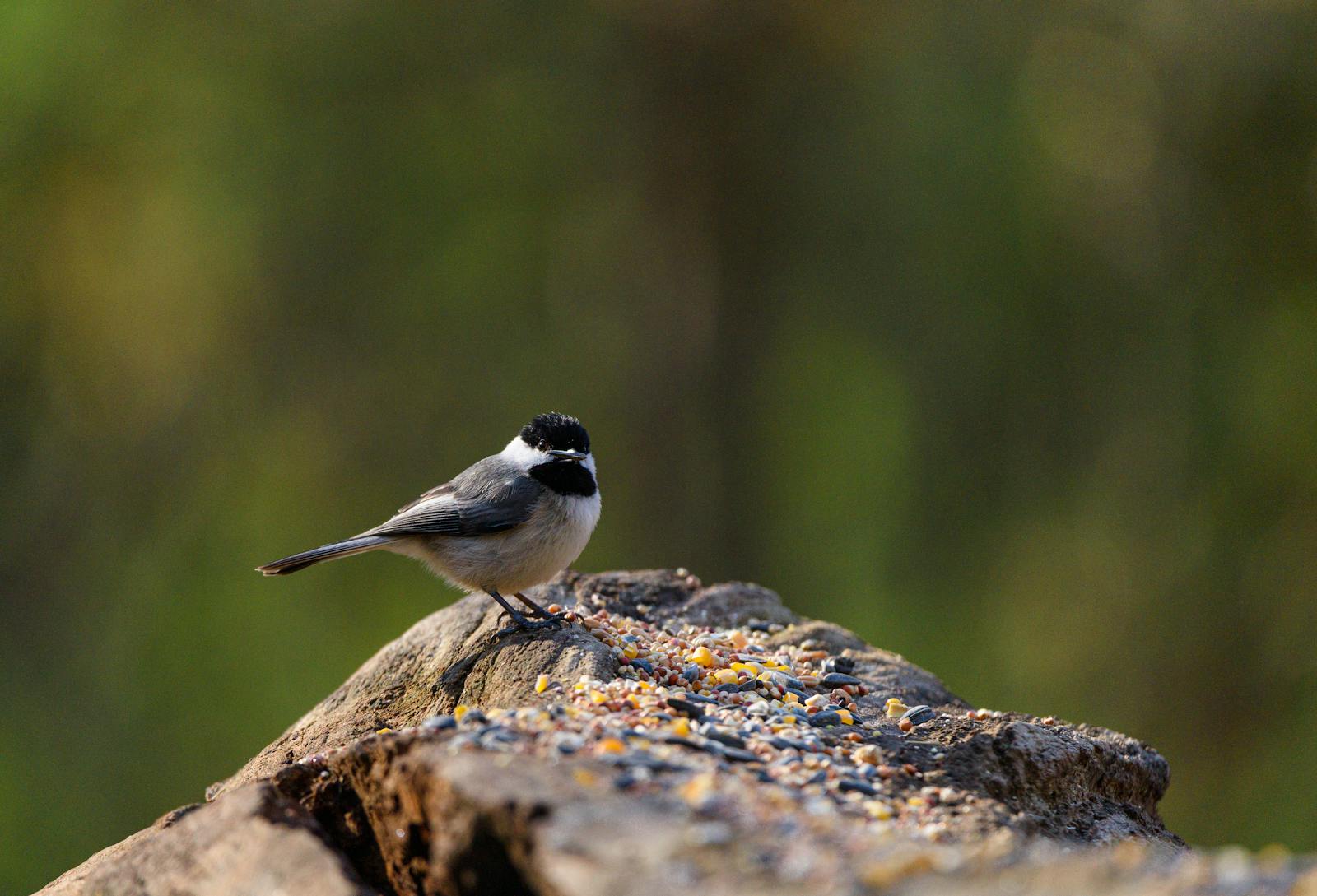 Chickadee Photos, Download The BEST Free Chickadee Stock Photos & HD Images