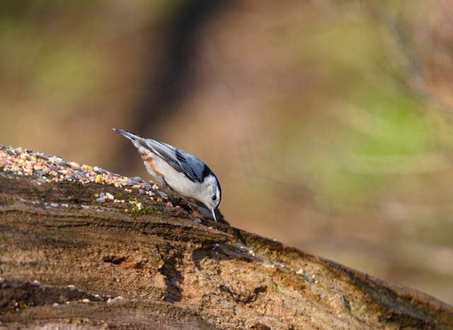 White Breasted Nuthatch Female: A Comprehensive Guide
