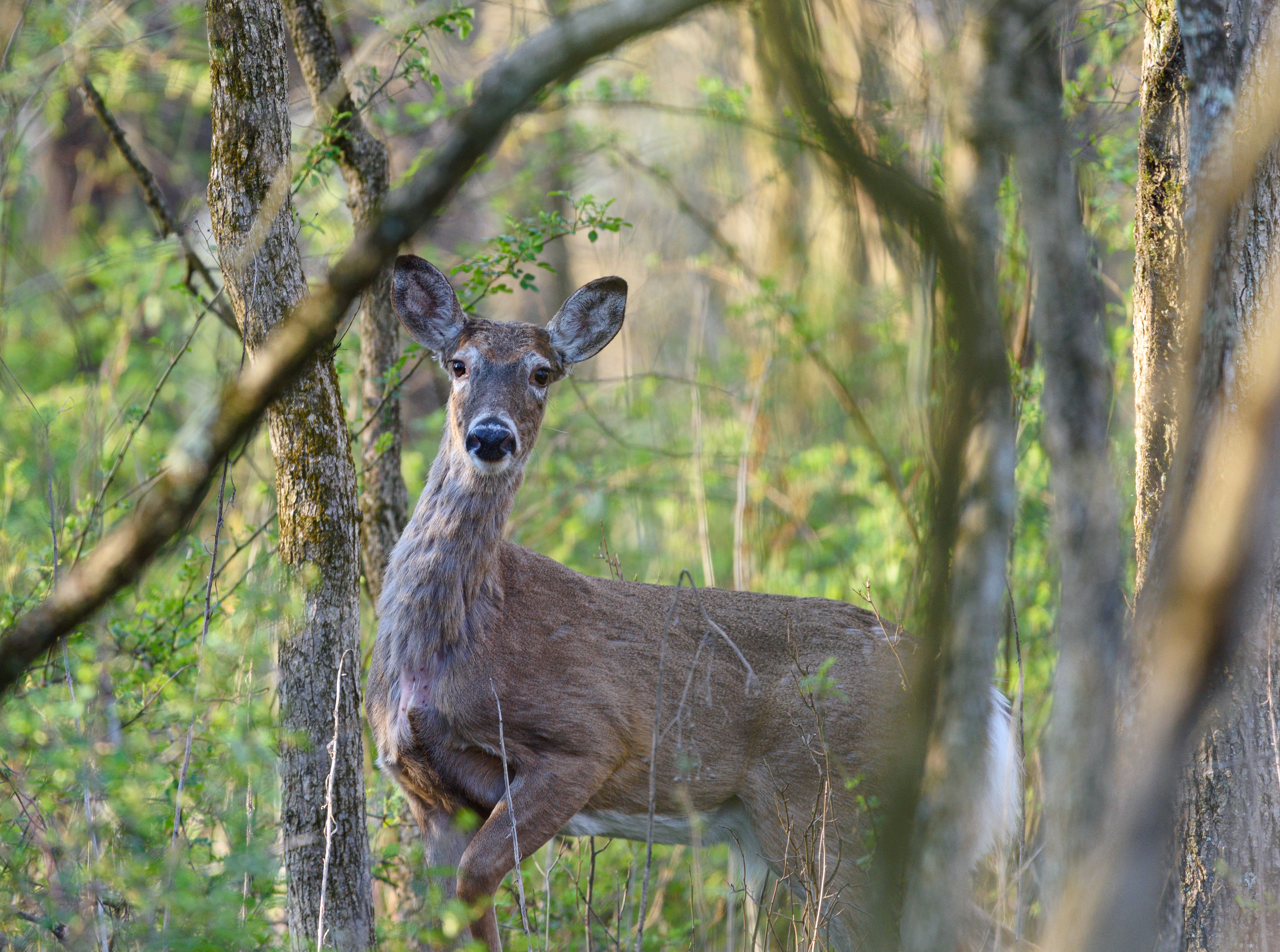Majestic Deer in Spring Forest Setting · Free Stock Photo