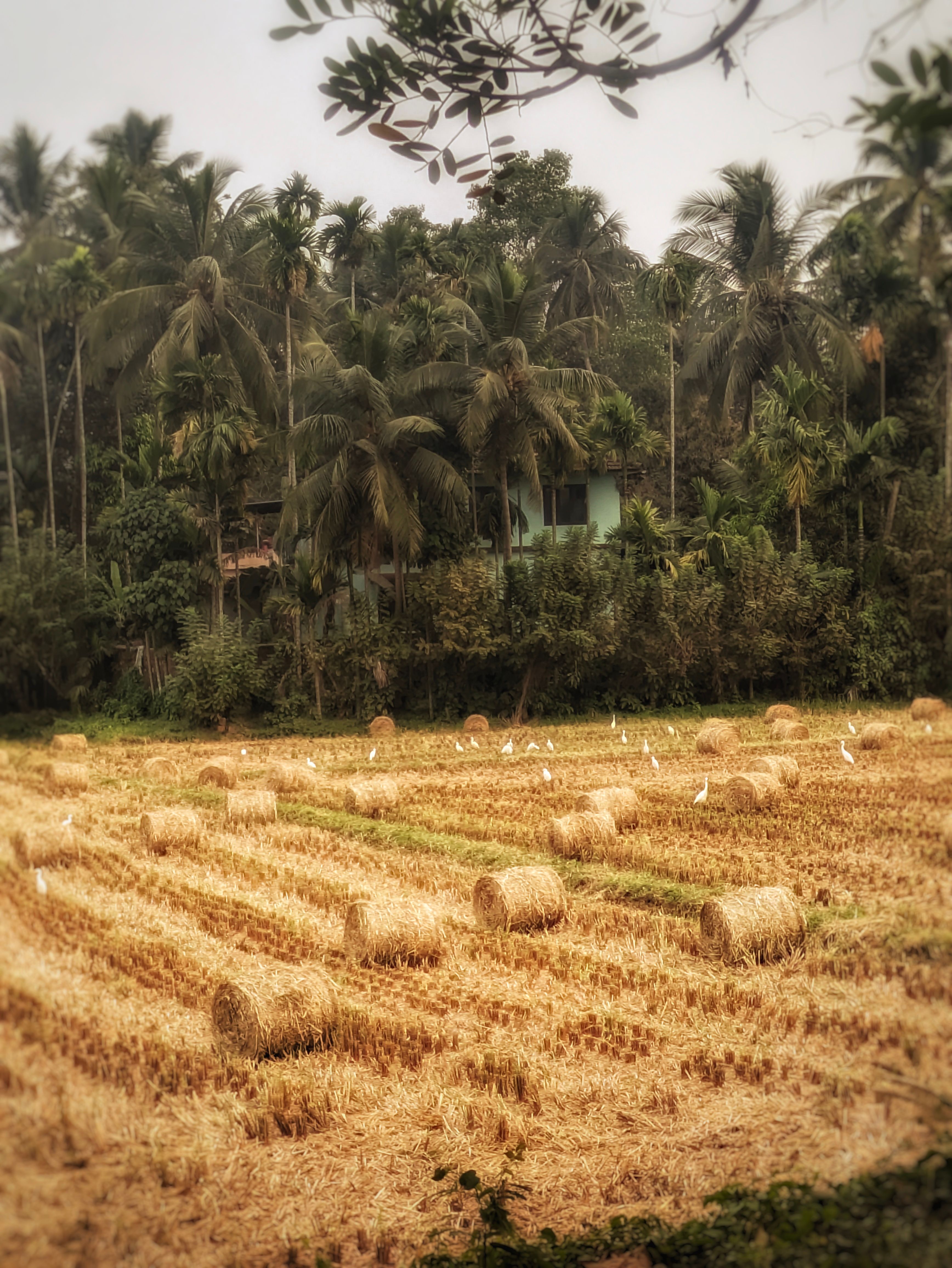 Lush Paddy Field in Kerala with Hay Bales · Free Stock Photo