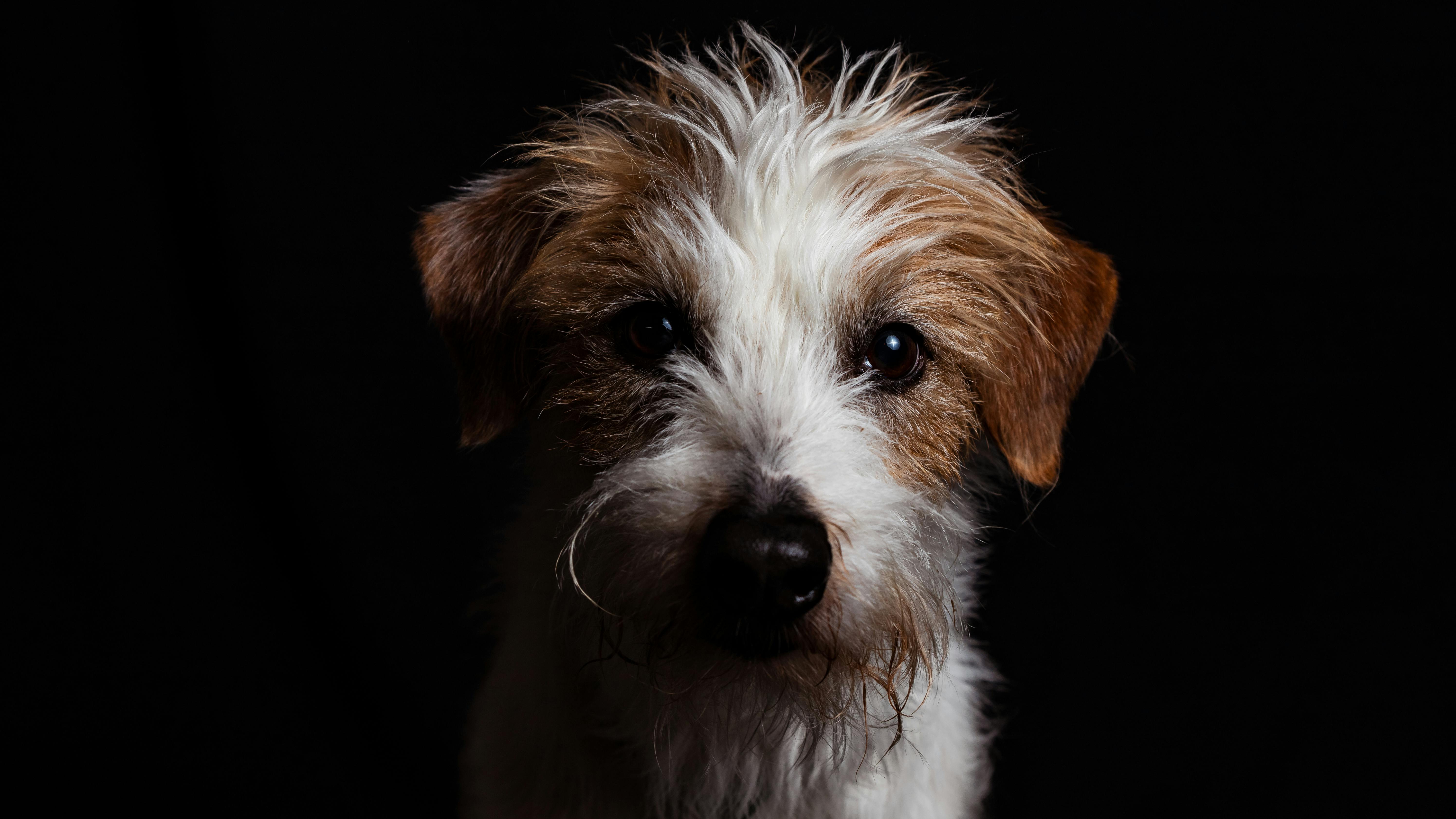 Dog Pfp Photos, Download The BEST Free Dog Pfp Stock Photos & HD Images