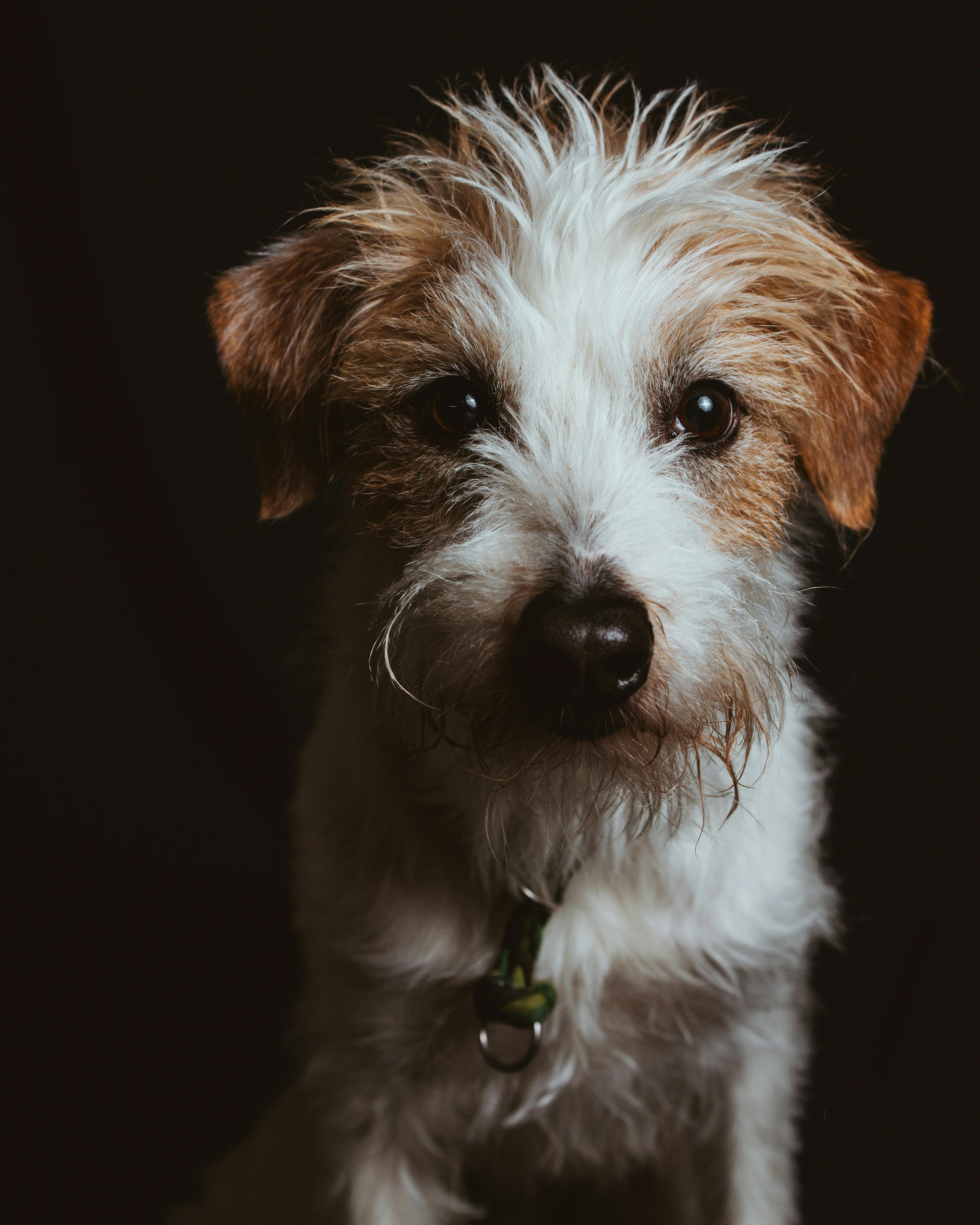 Charming Portrait of a Scruffy Terrier Dog · Free Stock Photo