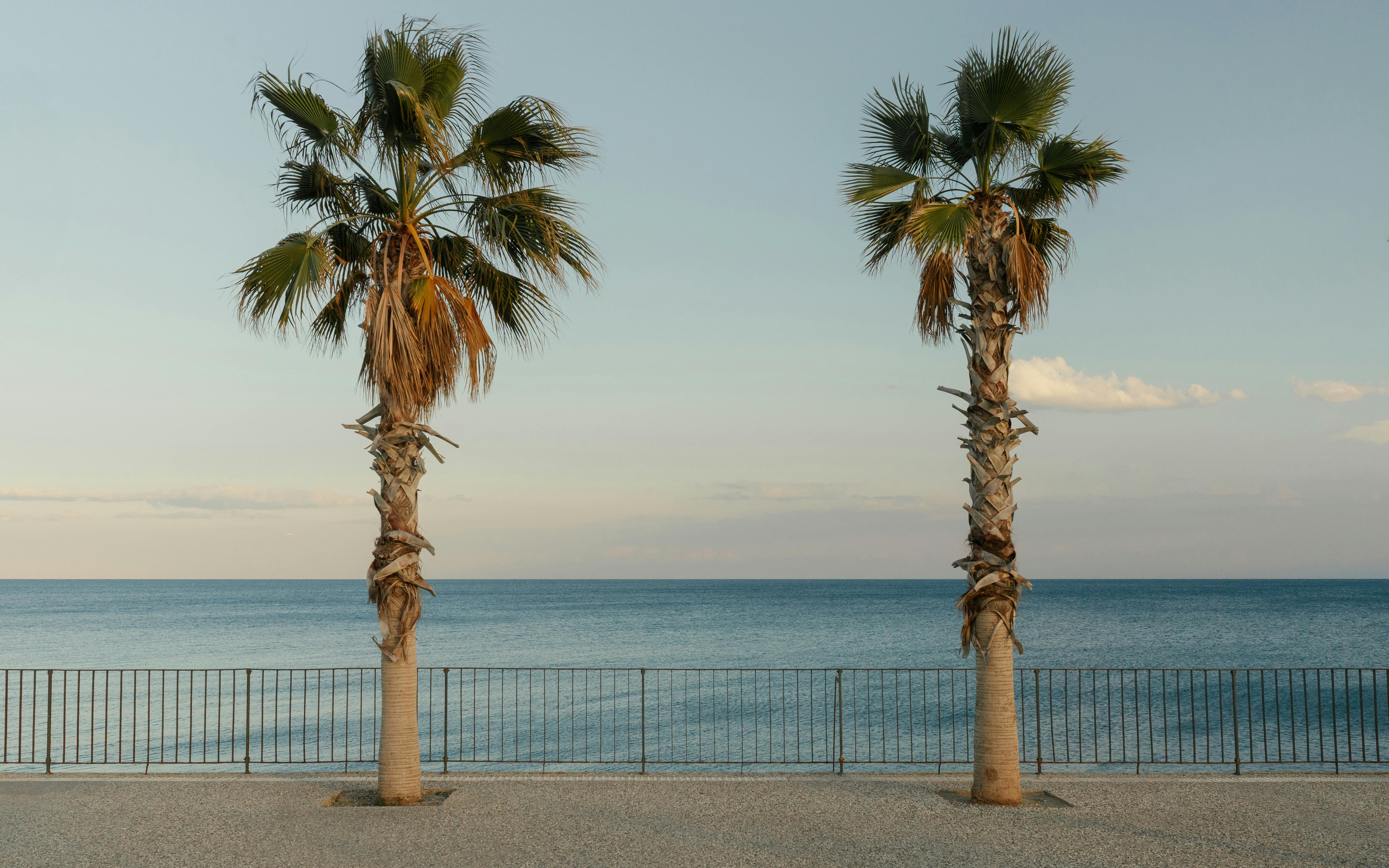 Serene Mediterranean Palm Trees by Antalya Coast · Free Stock Photo