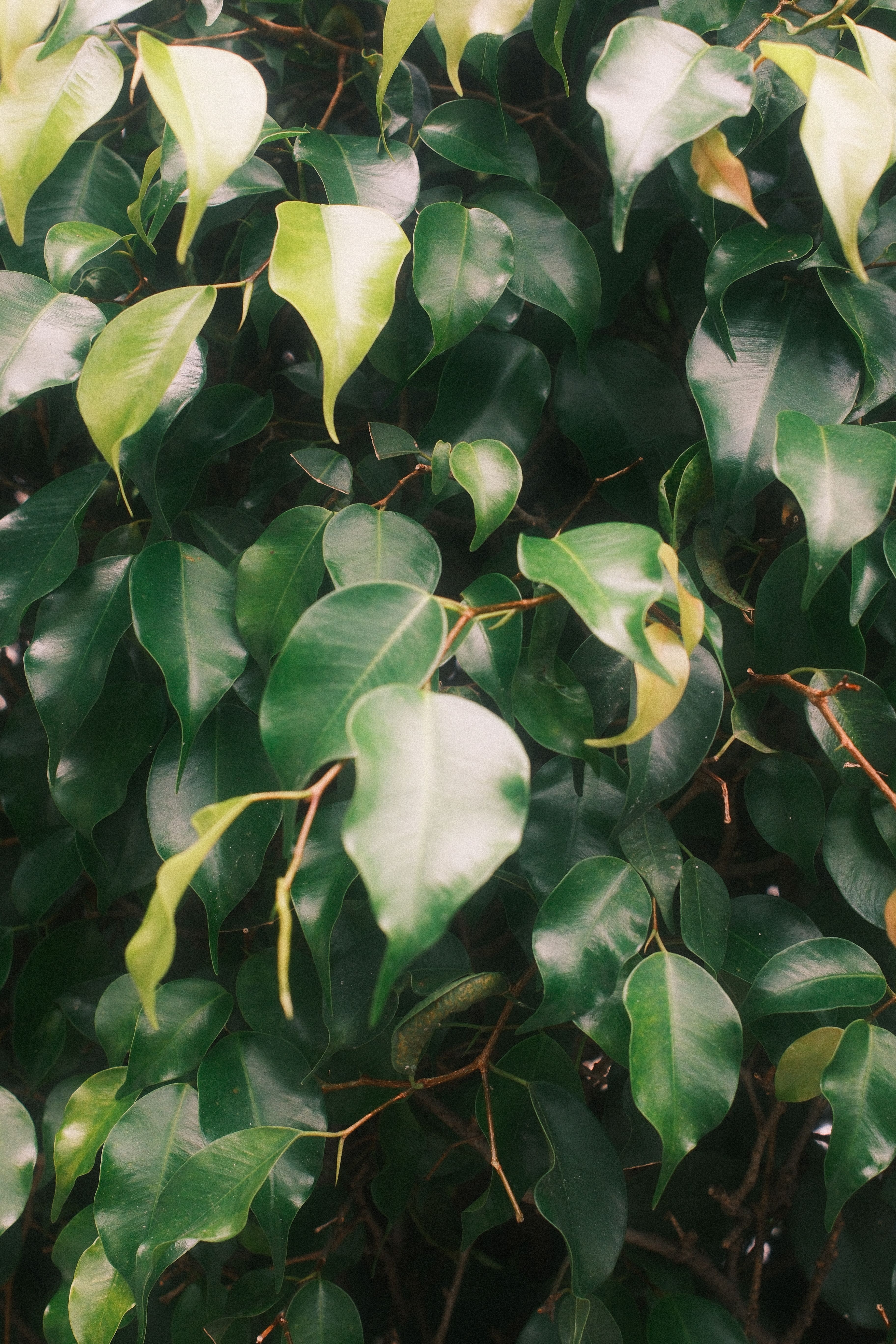 Lush Green Ficus Plant Close-up Foliage · Free Stock Photo