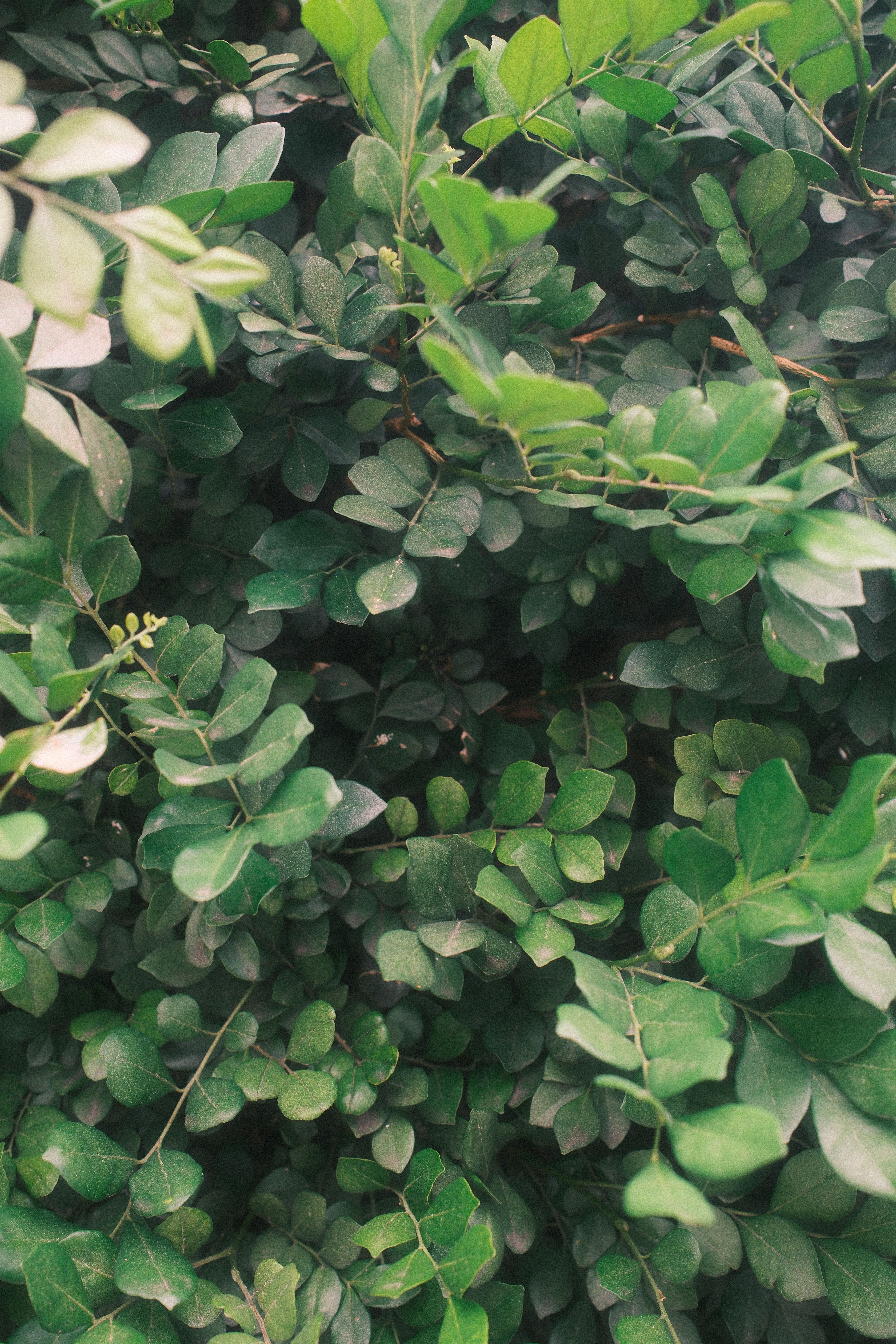 Dense Lush Green Foliage Texture Close-Up · Free Stock Photo