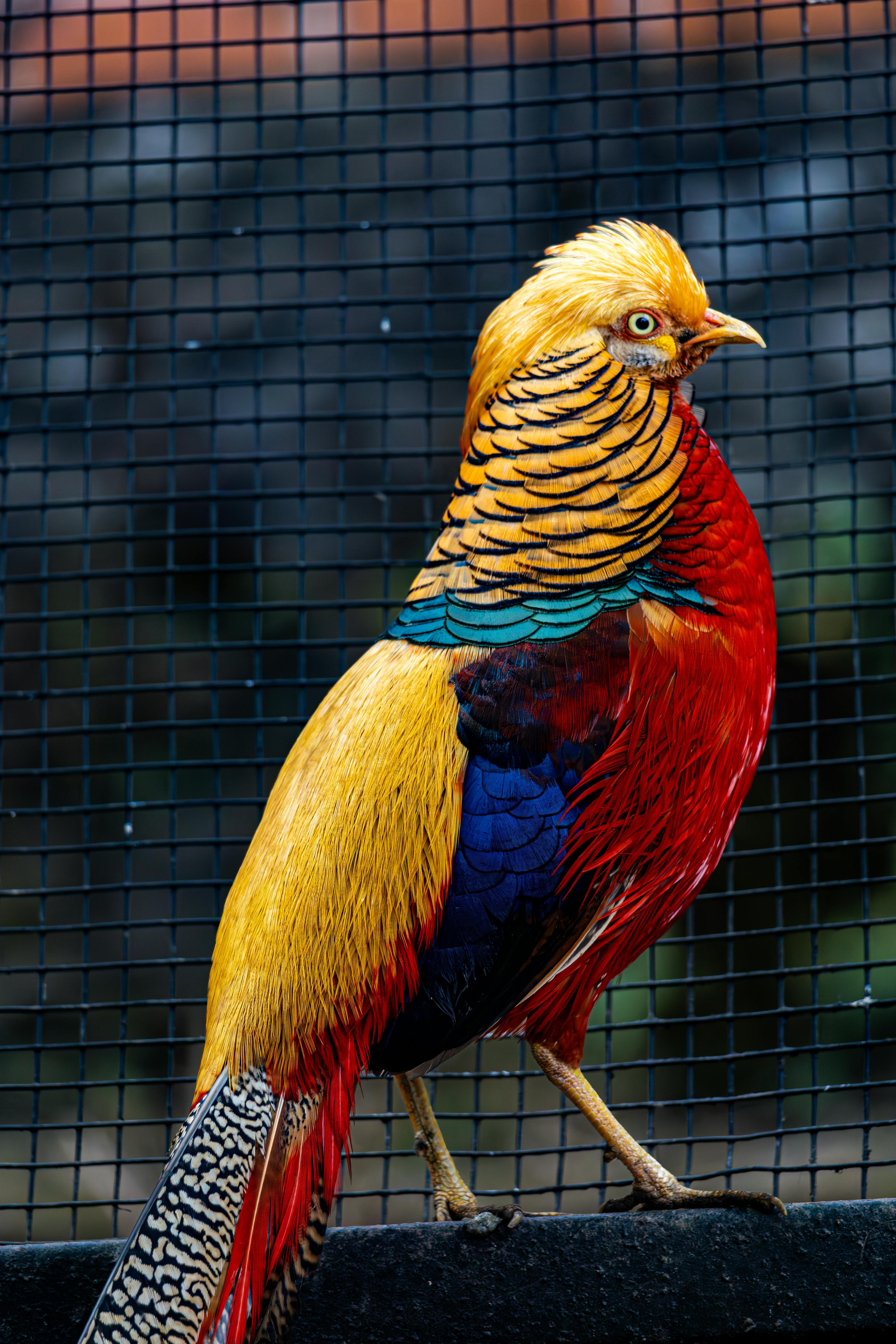 Vibrant Golden Pheasant Portrait in Aviary · Free Stock Photo