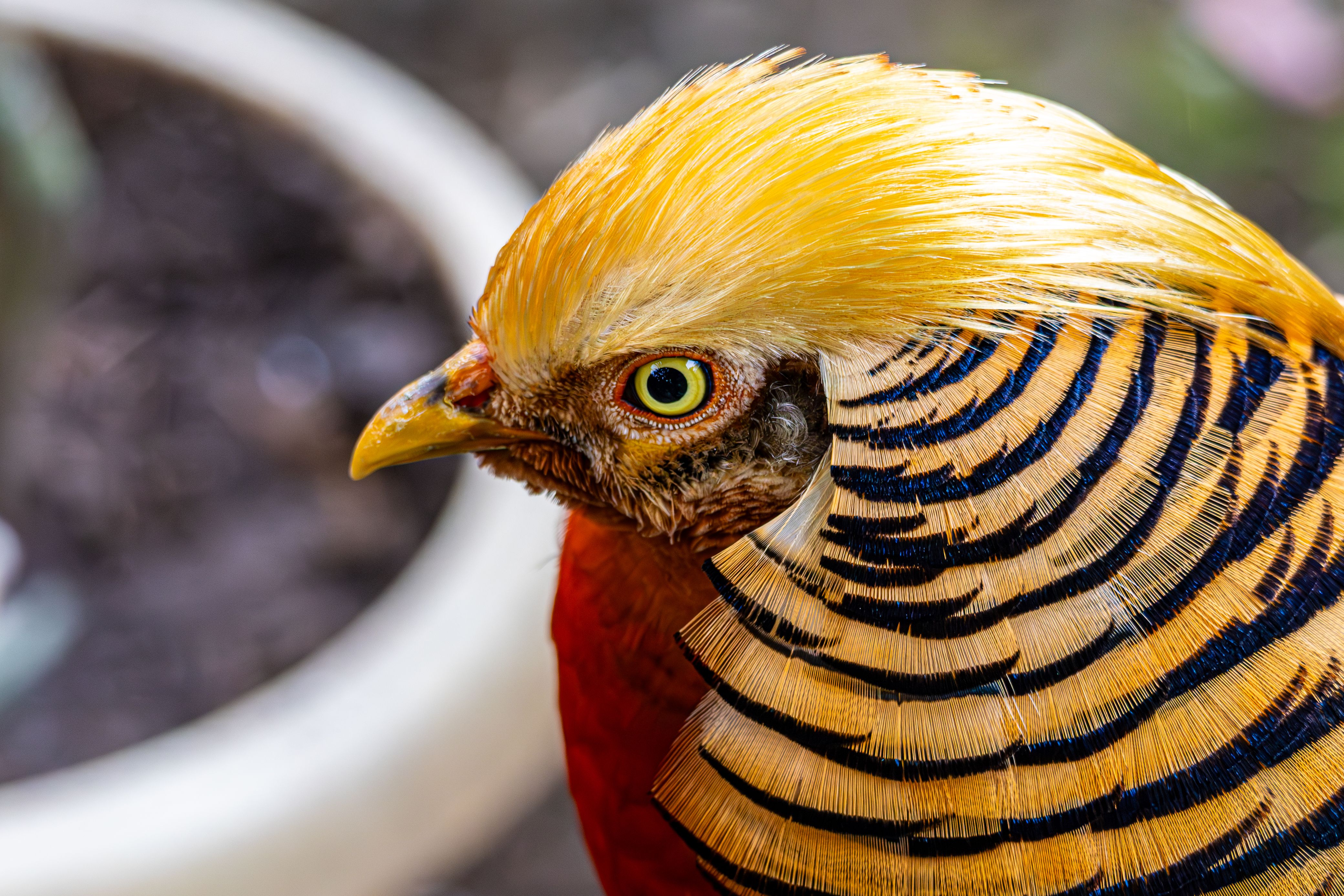 Bird Eye Closeup Photos, Download The BEST Free Bird Eye Closeup Stock ...