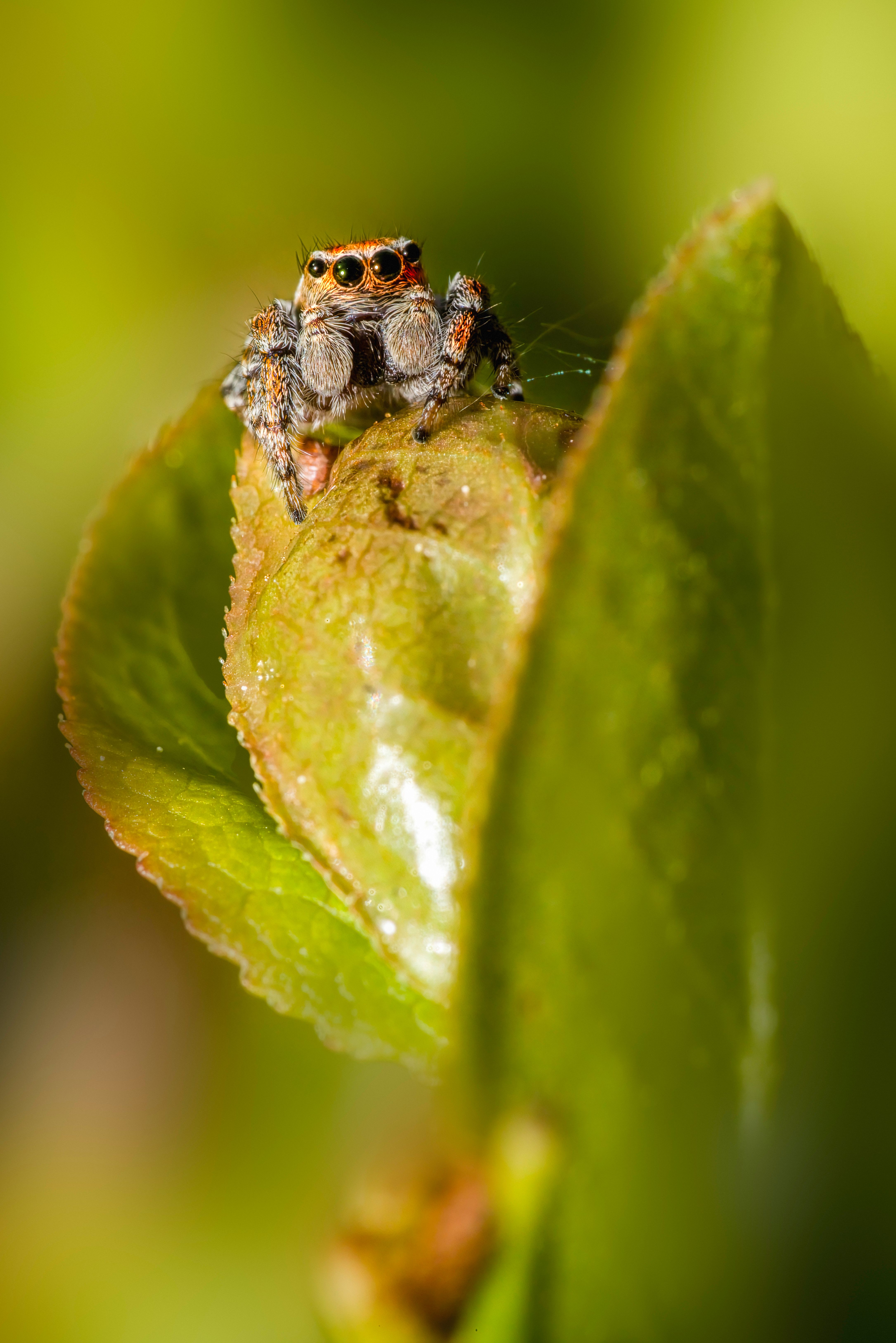 Close-up Shot of a Colorful Jumping Spider · Free Stock Photo