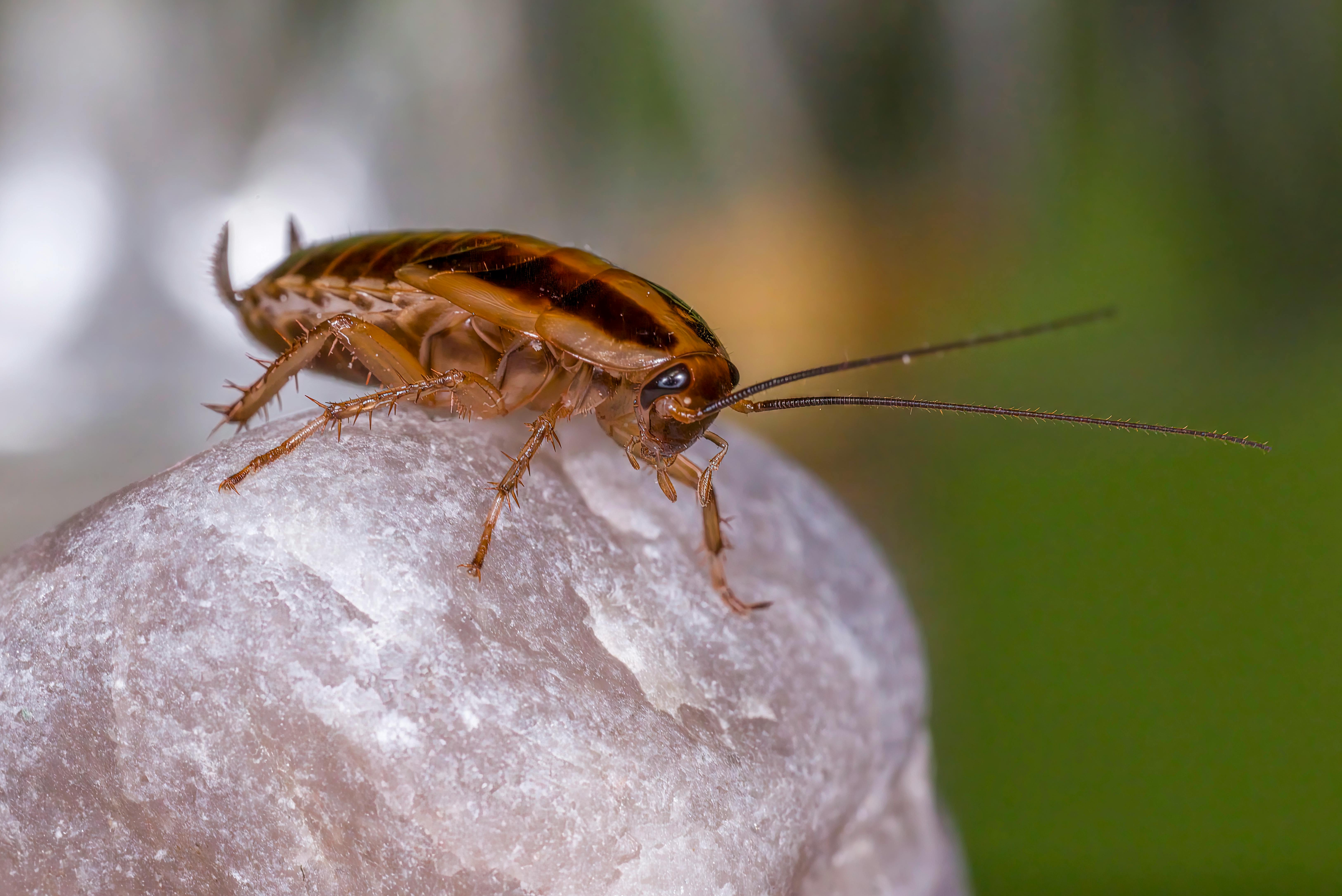 Close-up of a German Cockroach on Rock Surface · Free Stock Photo