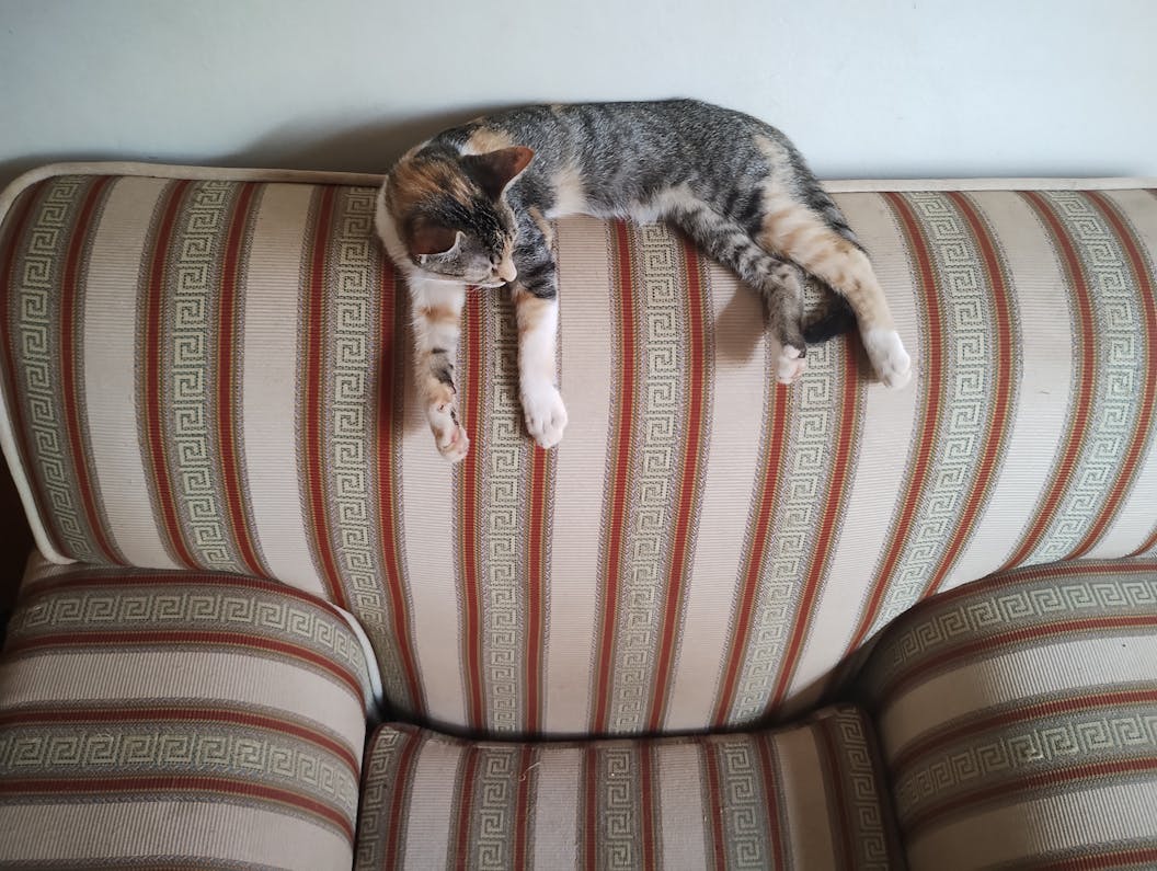 Hypertrophic Osteodystrophy in Dogs: A Canine Health Guide