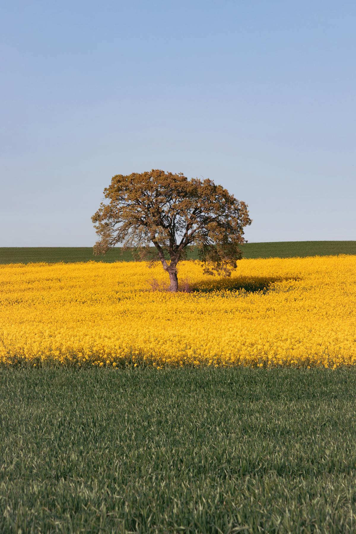 Mustard Tree Photos, Download The BEST Free Mustard Tree Stock Photos ...