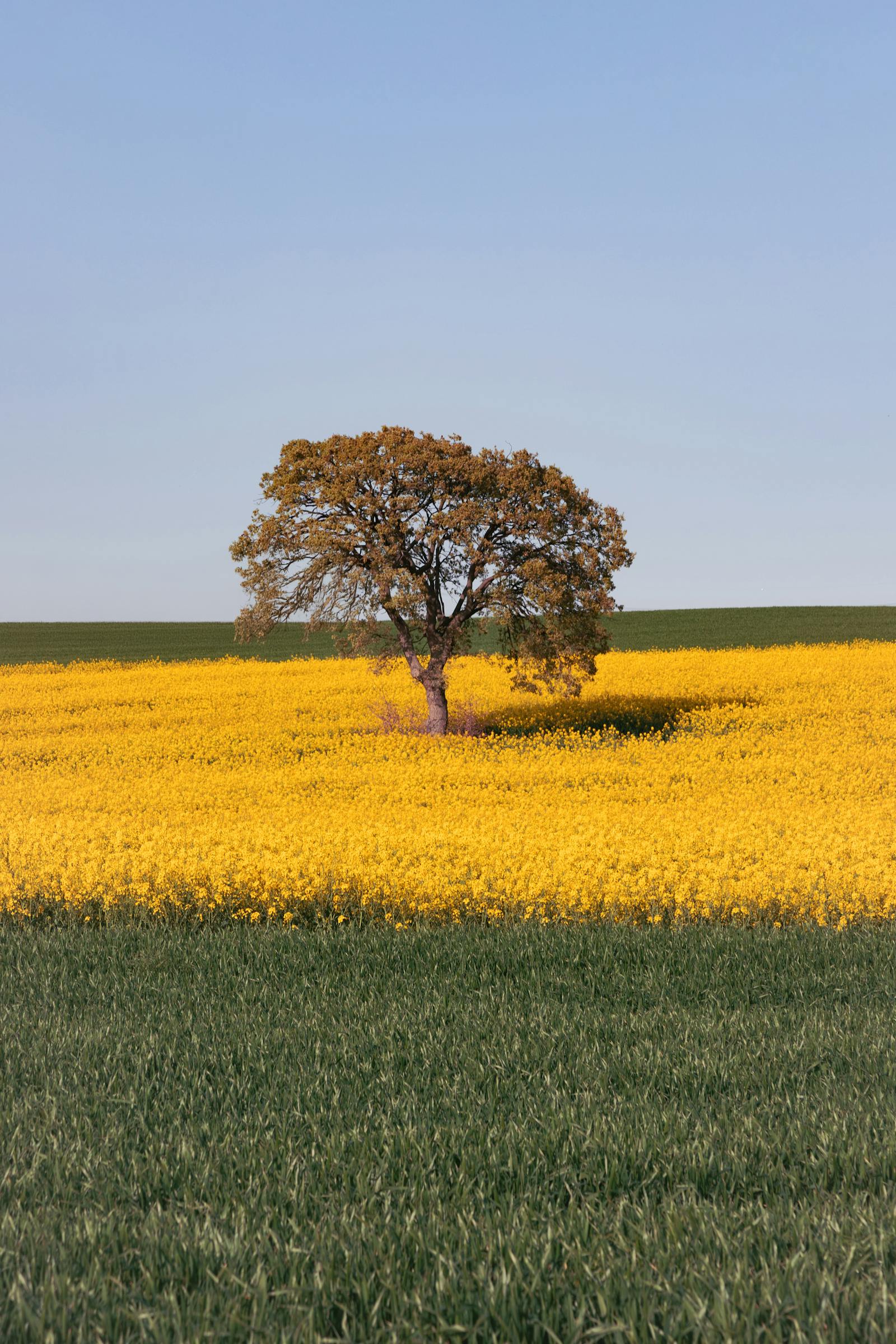 Mustard Tree Photos, Download The BEST Free Mustard Tree Stock Photos ...