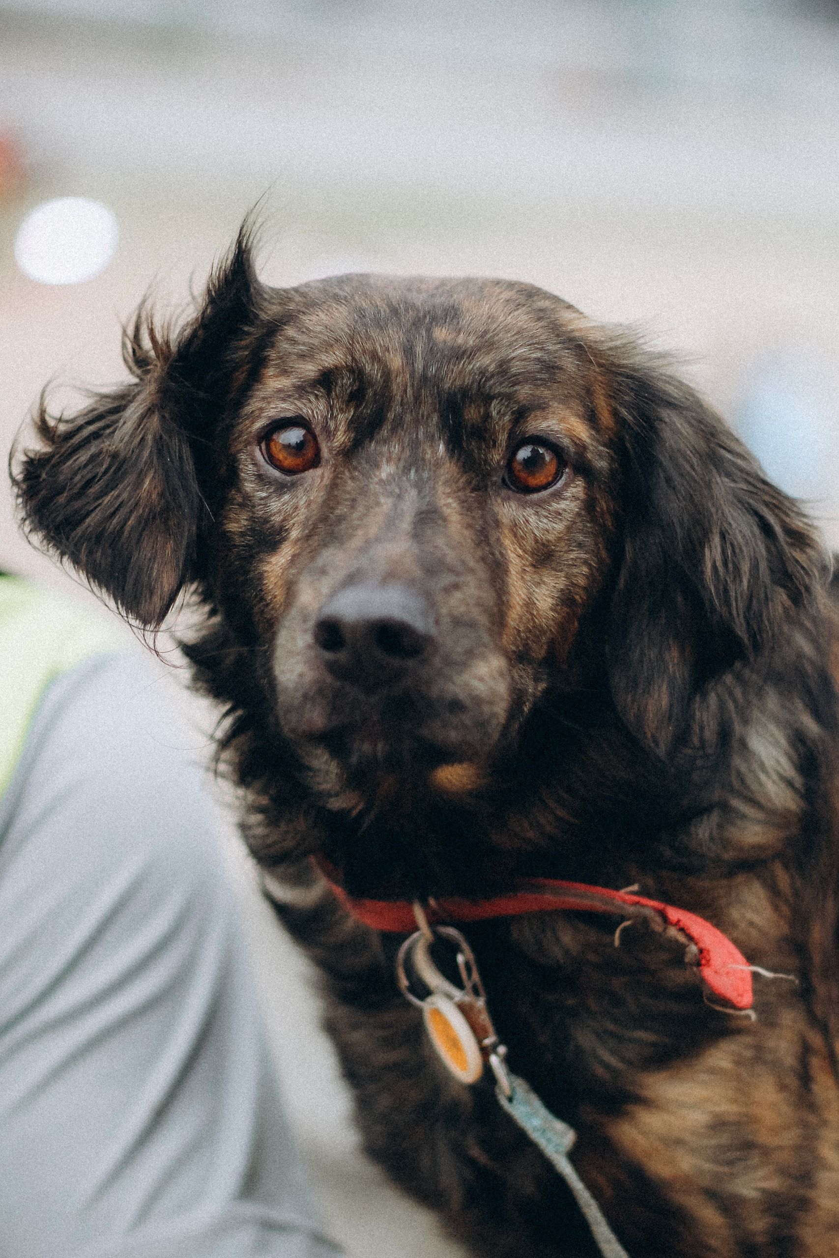 Brazilian Street Dog Photos, Download The BEST Free Brazilian Street ...