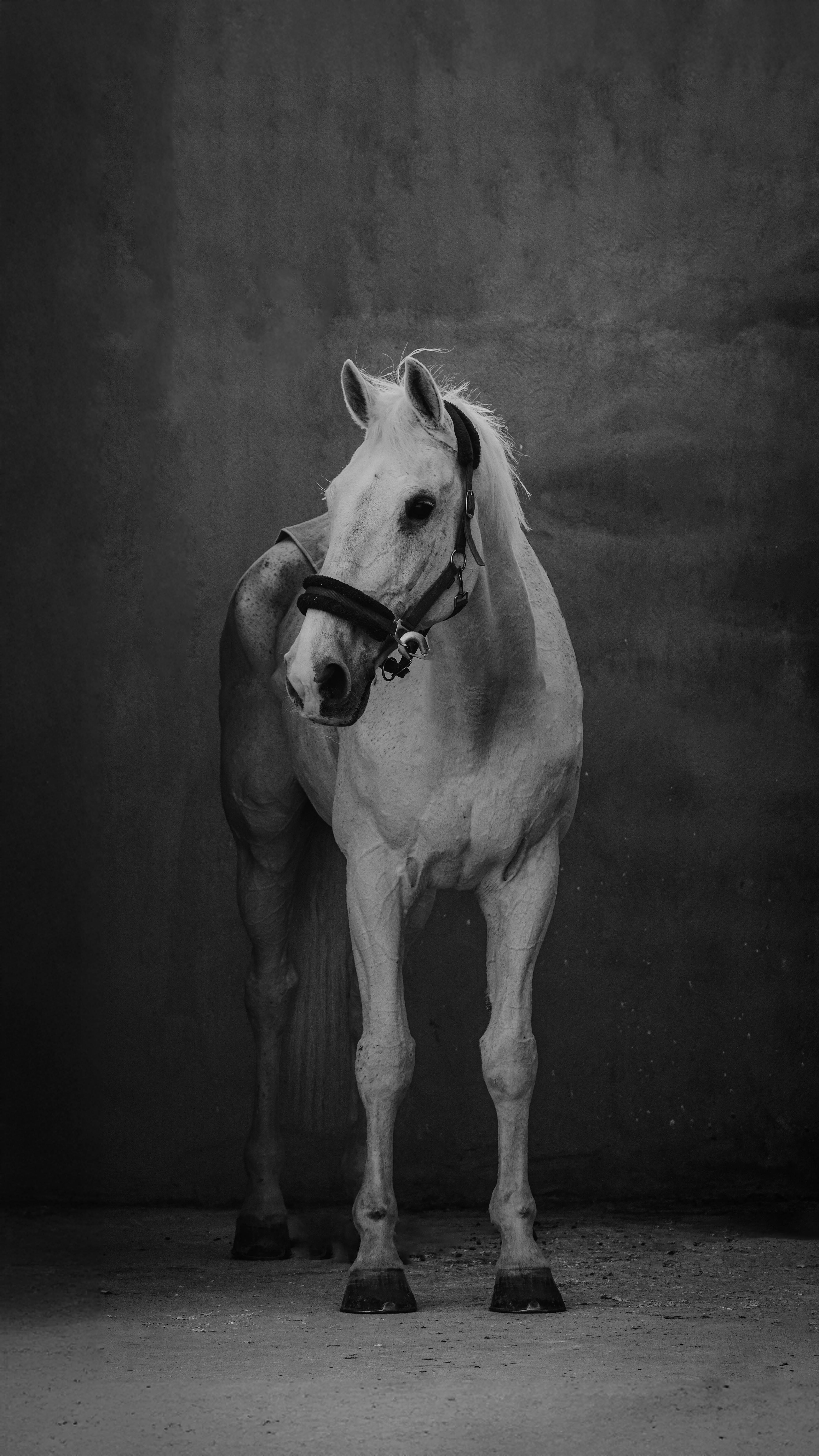 Stud Photos, Download The BEST Free Stud Stock Photos & HD Images