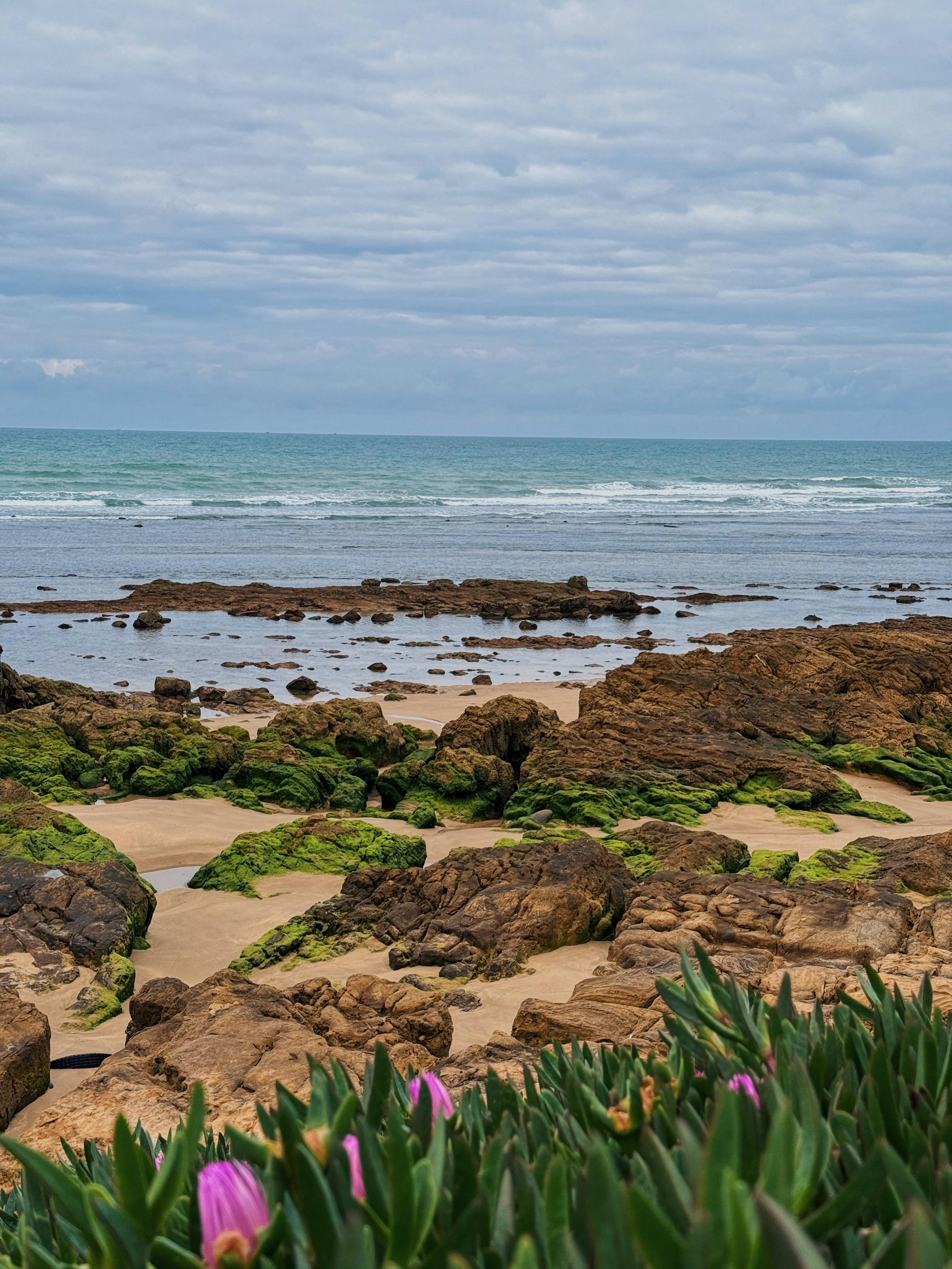 Rocky Coastal Seashore with Mossy Green Rocks · Free Stock Photo