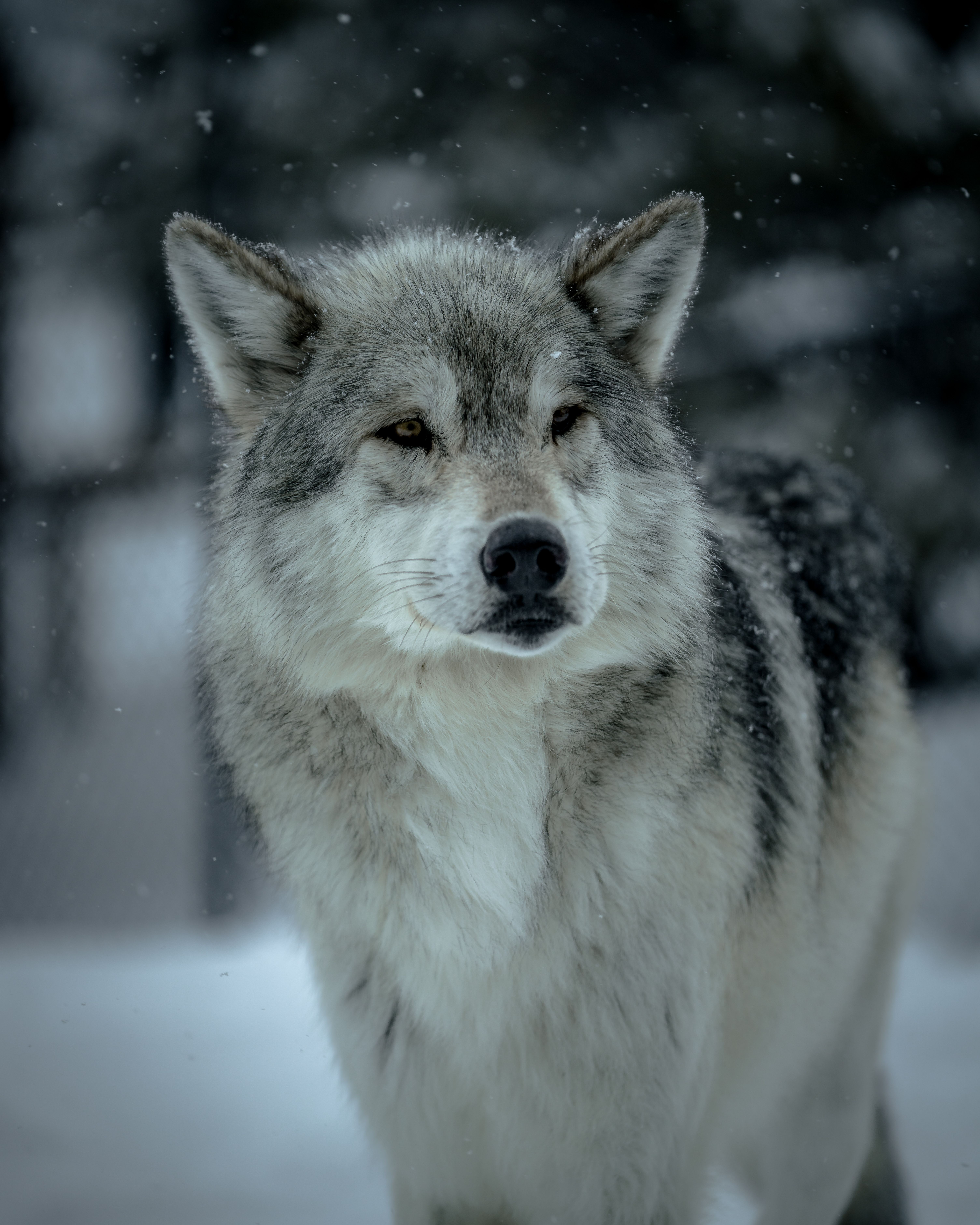 Yellowstone Wolf Photos, Download The BEST Free Yellowstone Wolf Stock ...
