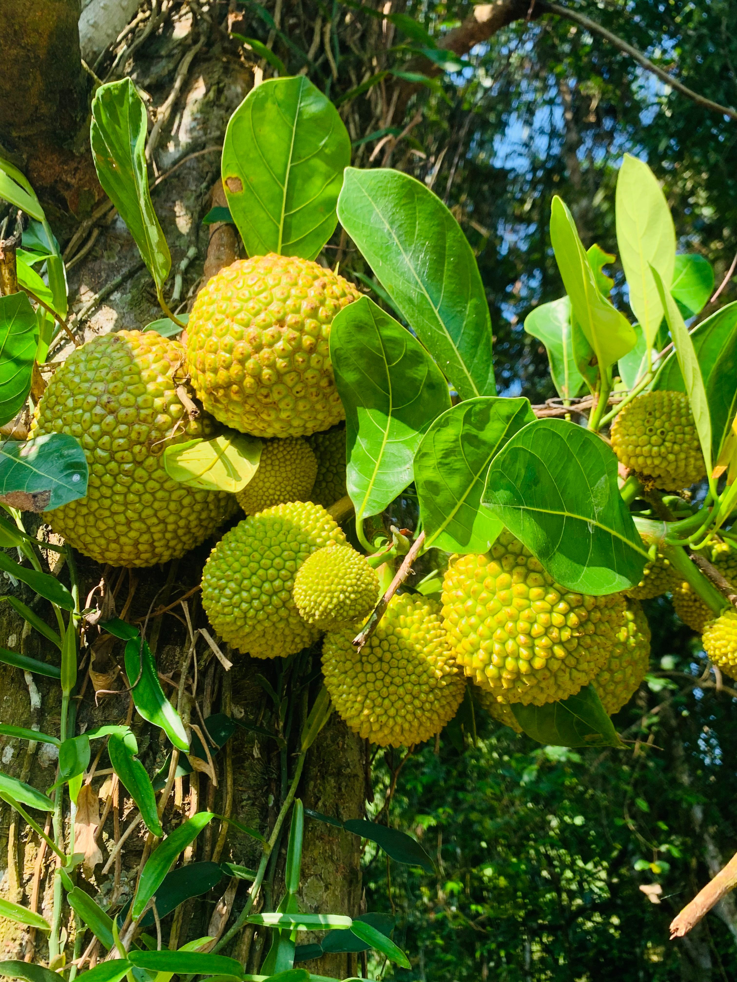 Vibrant Jackfruit Tree in Sunlit Forest · Free Stock Photo