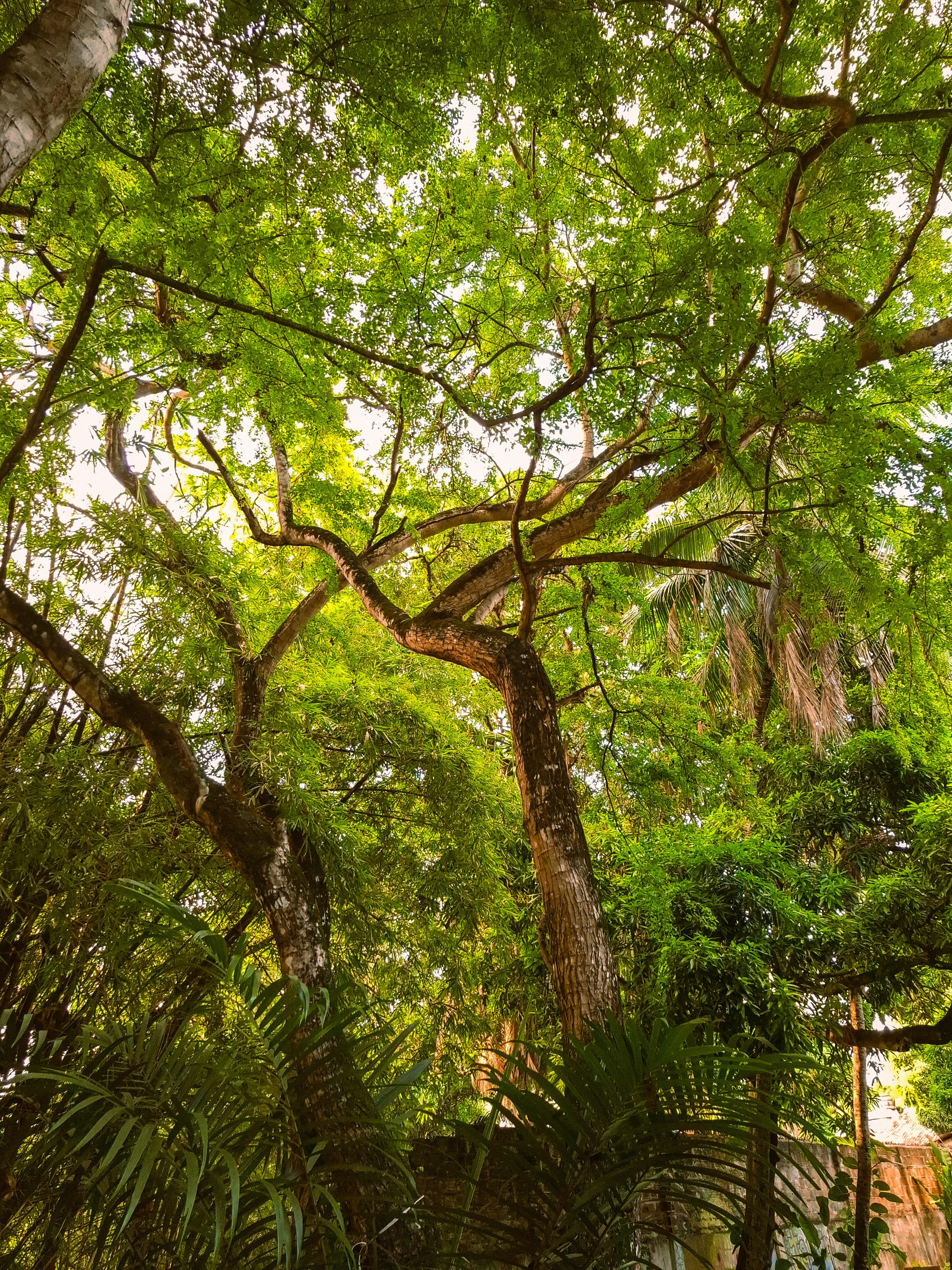 Lush Green Tree Canopy in Tropical Forest · Free Stock Photo