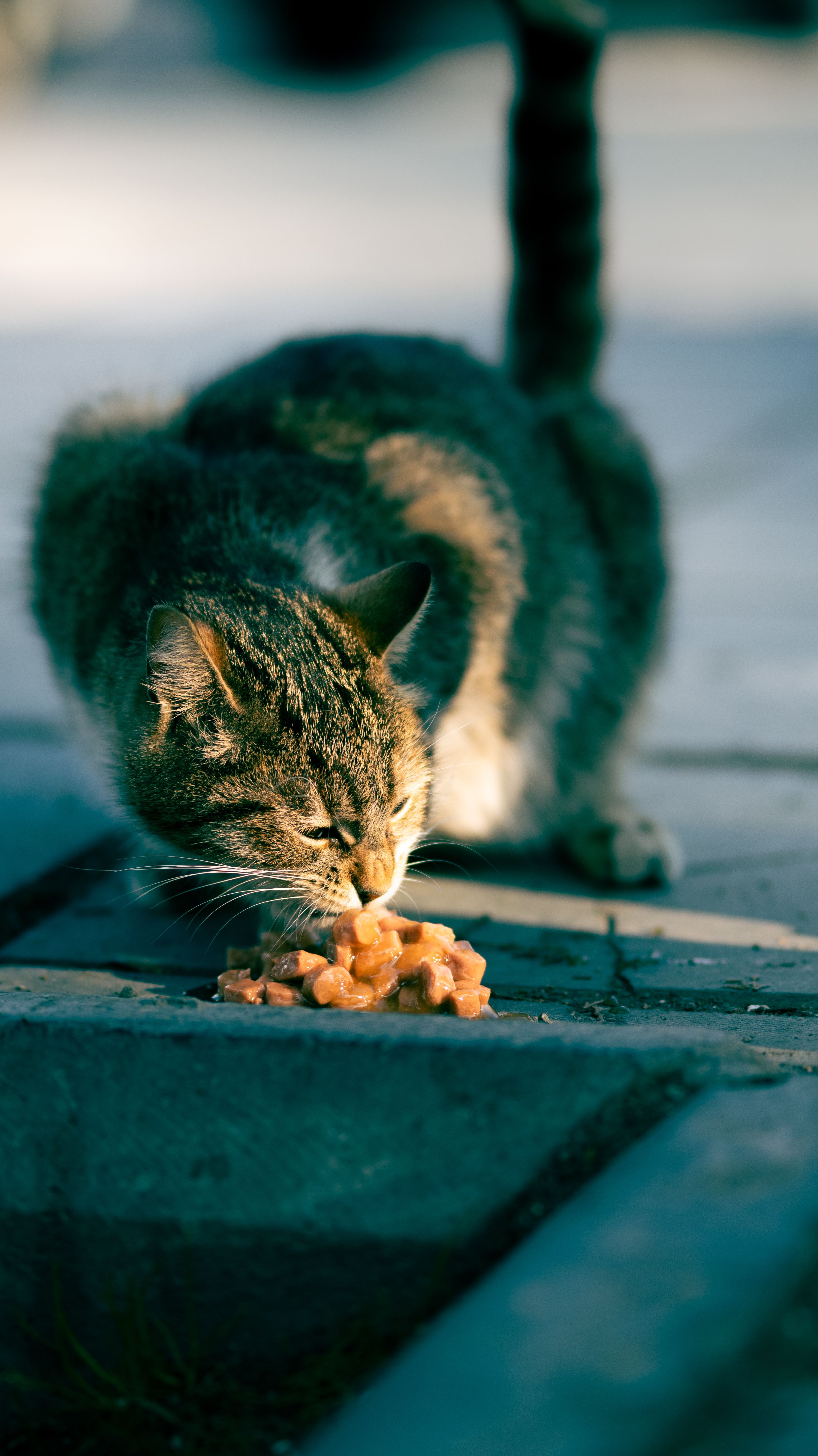 Cat+Eats+Chipswindows+Xp+Wallpaper Photos, Download The BEST Free Cat ...