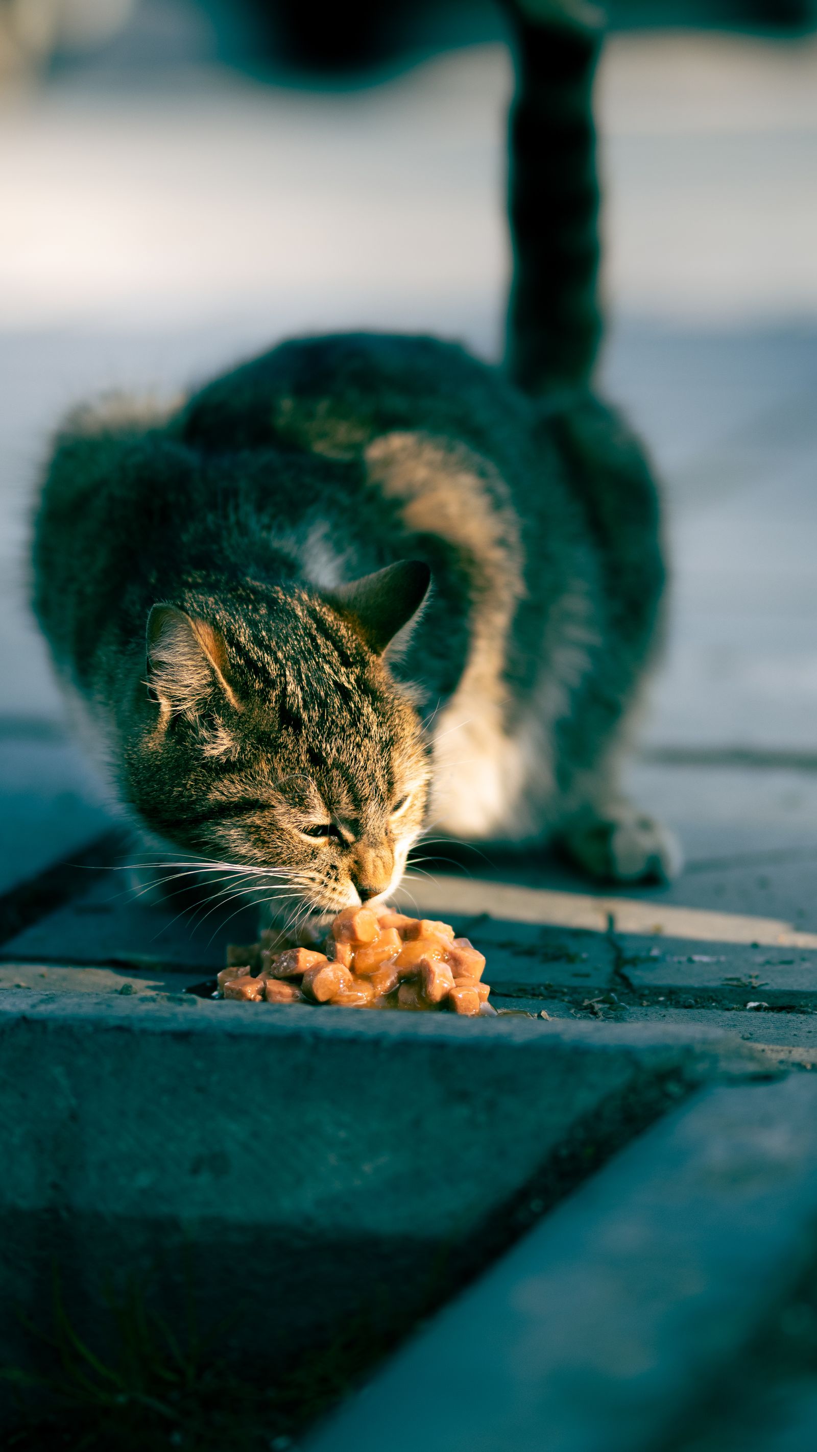 Cat+Eats+Chipswindows+Xp+Wallpaper Photos, Download The BEST Free Cat ...