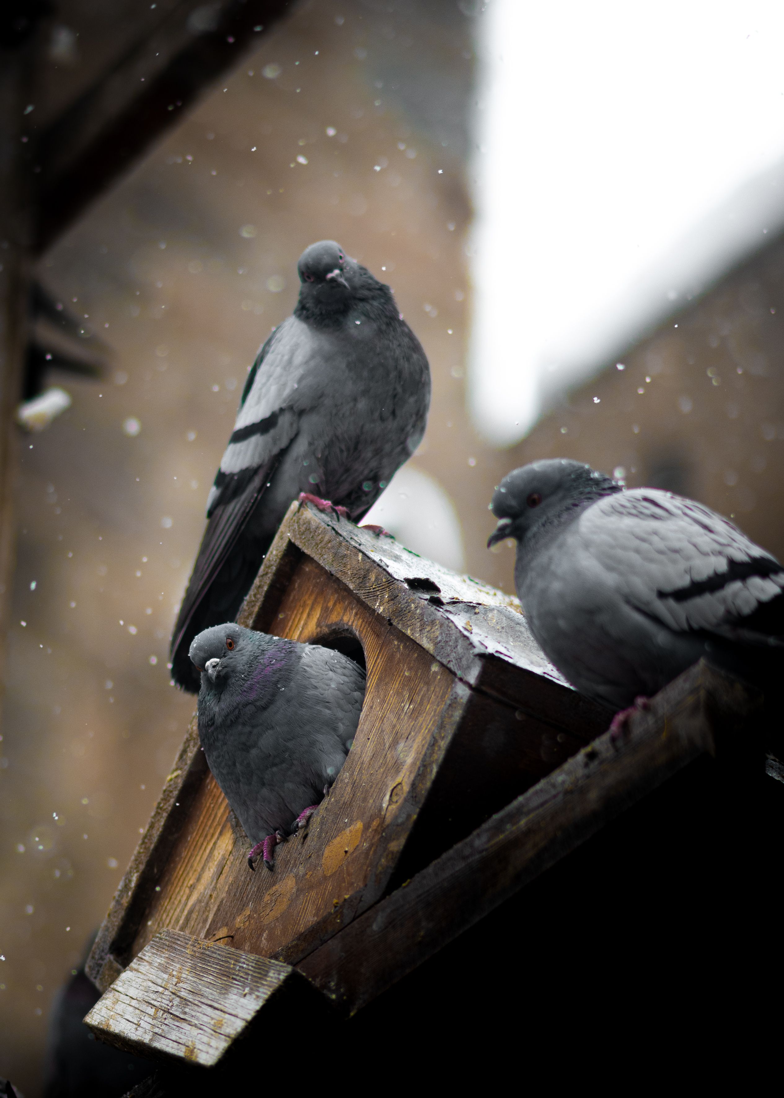 Pigeons Perched on Birdhouse in Winter Snowfall · Free Stock Photo